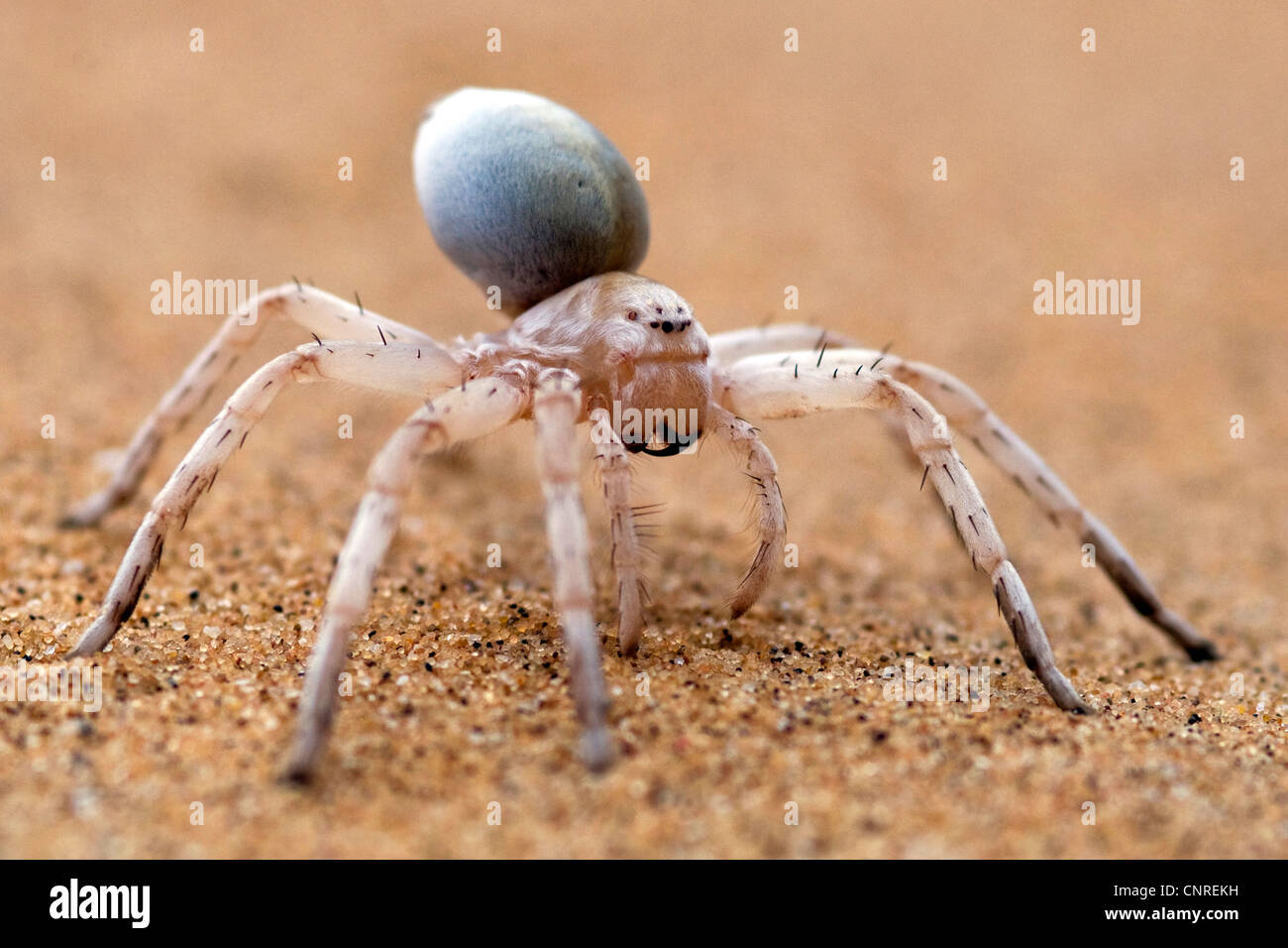 Wheel spider radspinne hi-res stock photography and images - Alamy