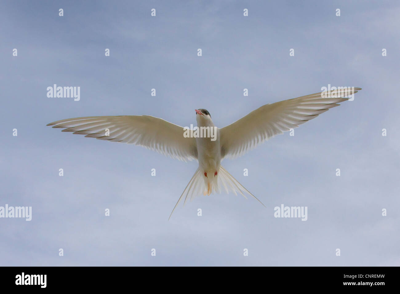 arctic tern (Sterna paradisaea), flying with outstretched wings, Norway ...