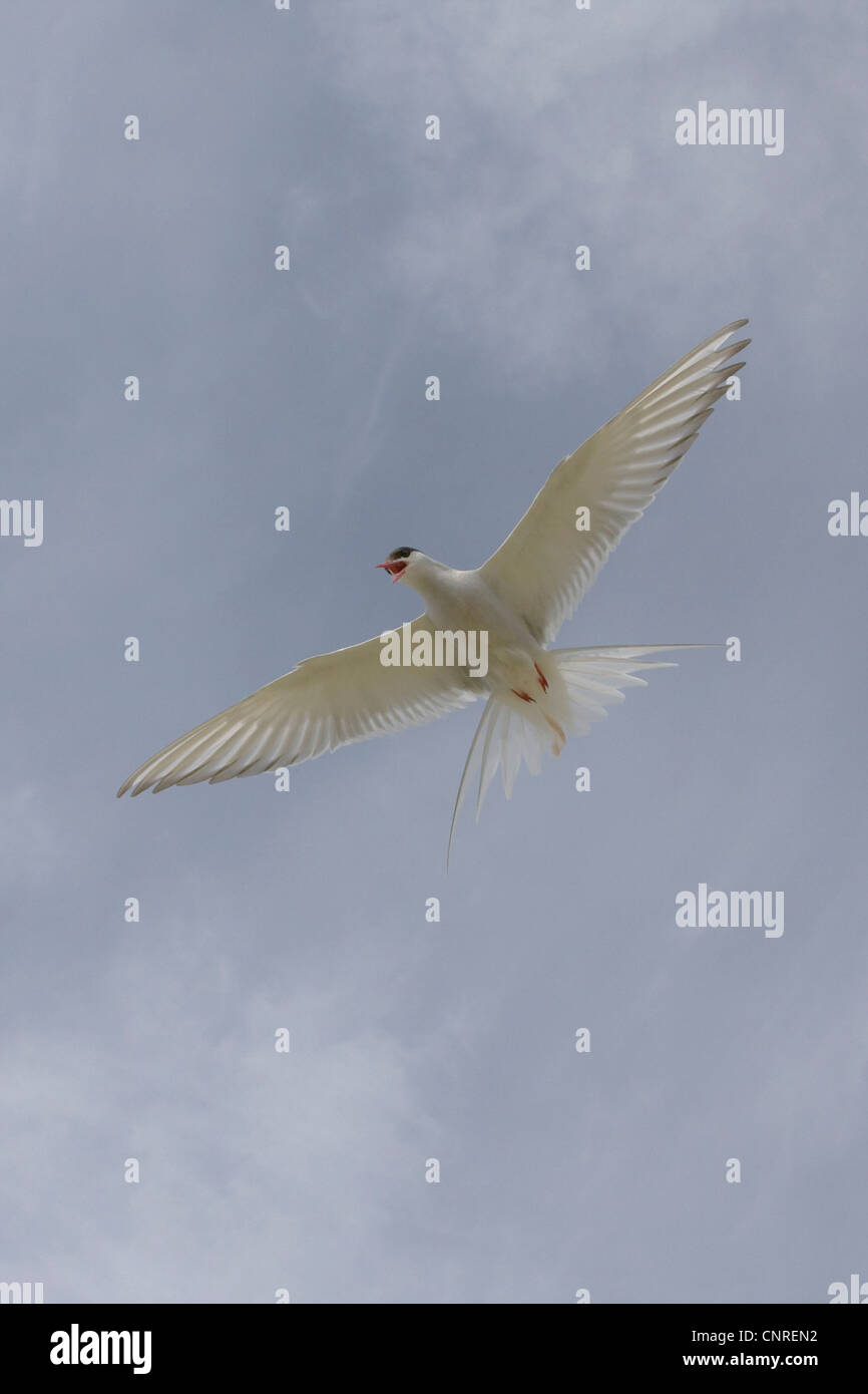 arctic tern (Sterna paradisaea), flying with outstretched wings, Norway ...
