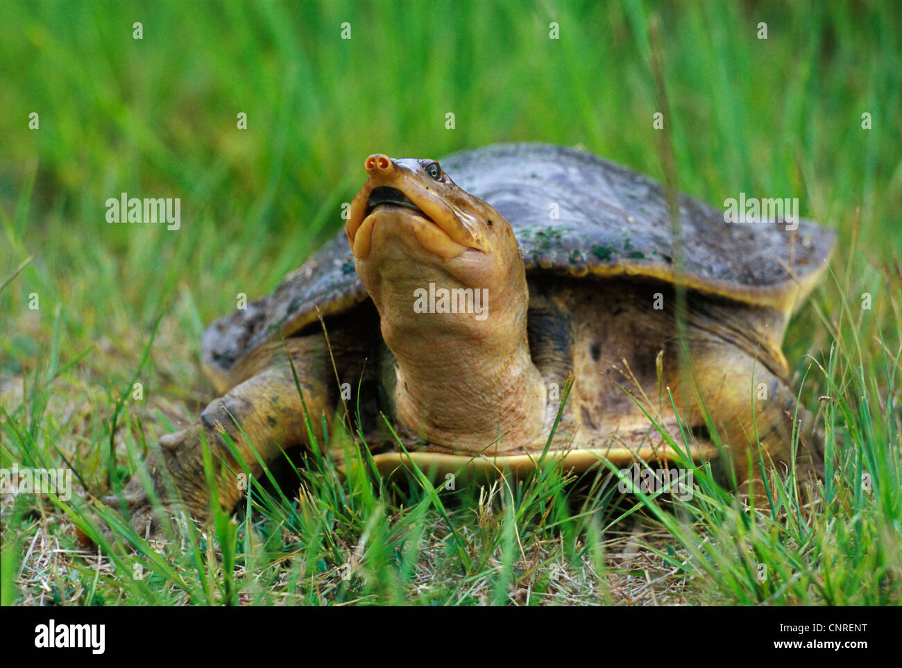 Florida softshell turtle Apalone ferox perches on a lily pad of a blue ...