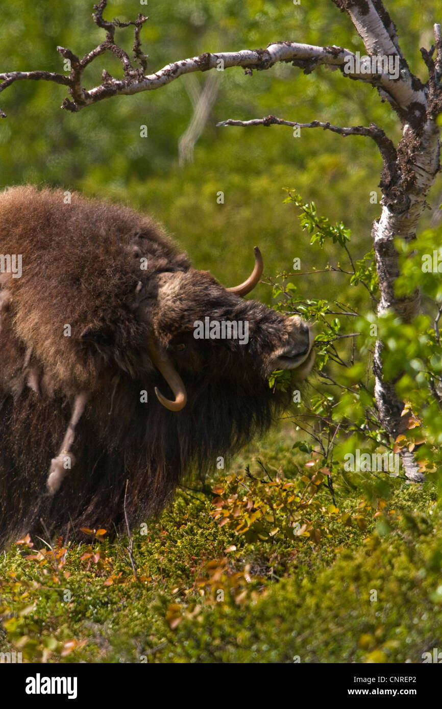 muskox (Ovibos moschatus), cow browsing, Norway, Dovrefjell ...