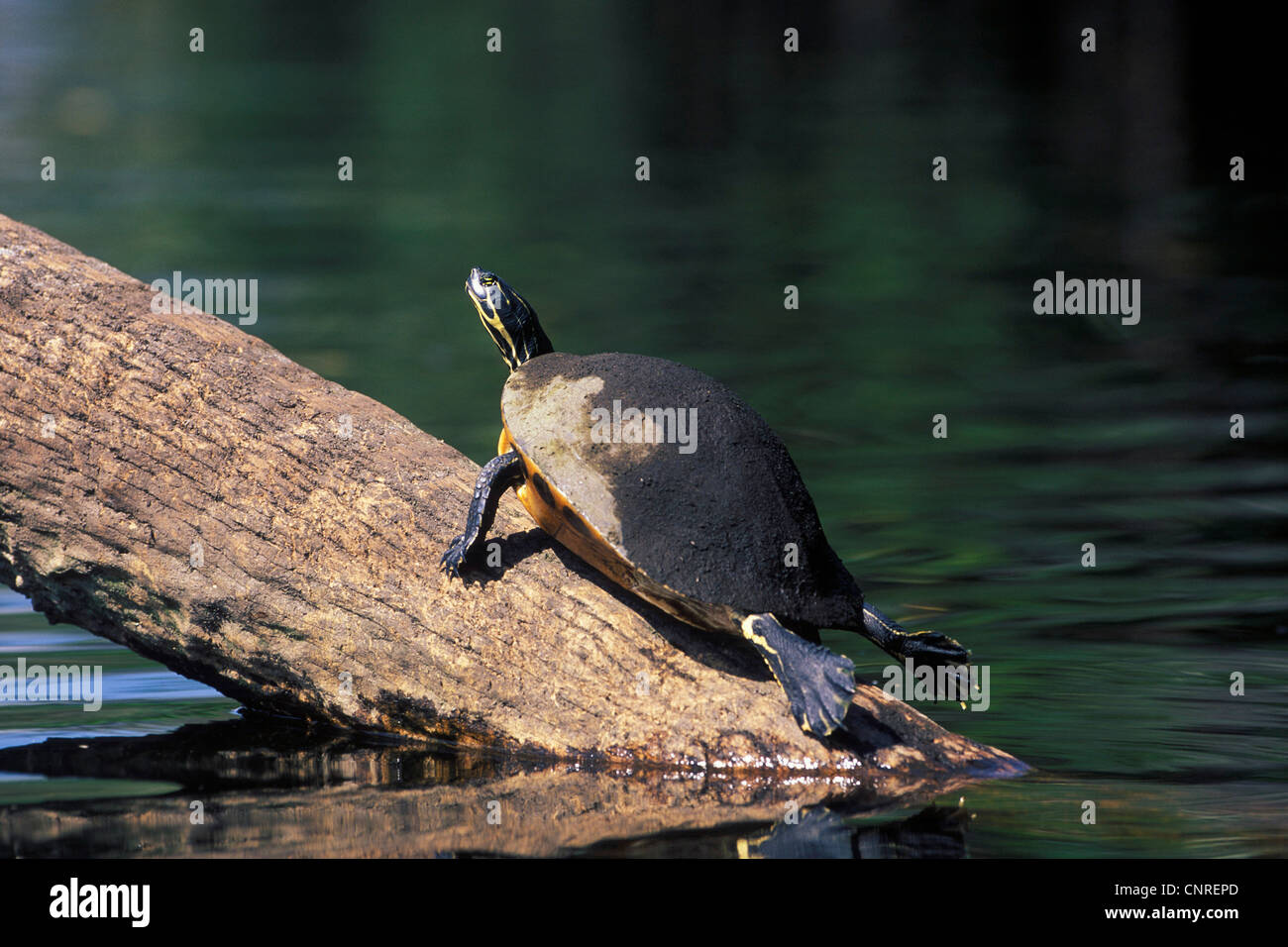 Turtles climbing on a tree hi-res stock photography and images - Alamy