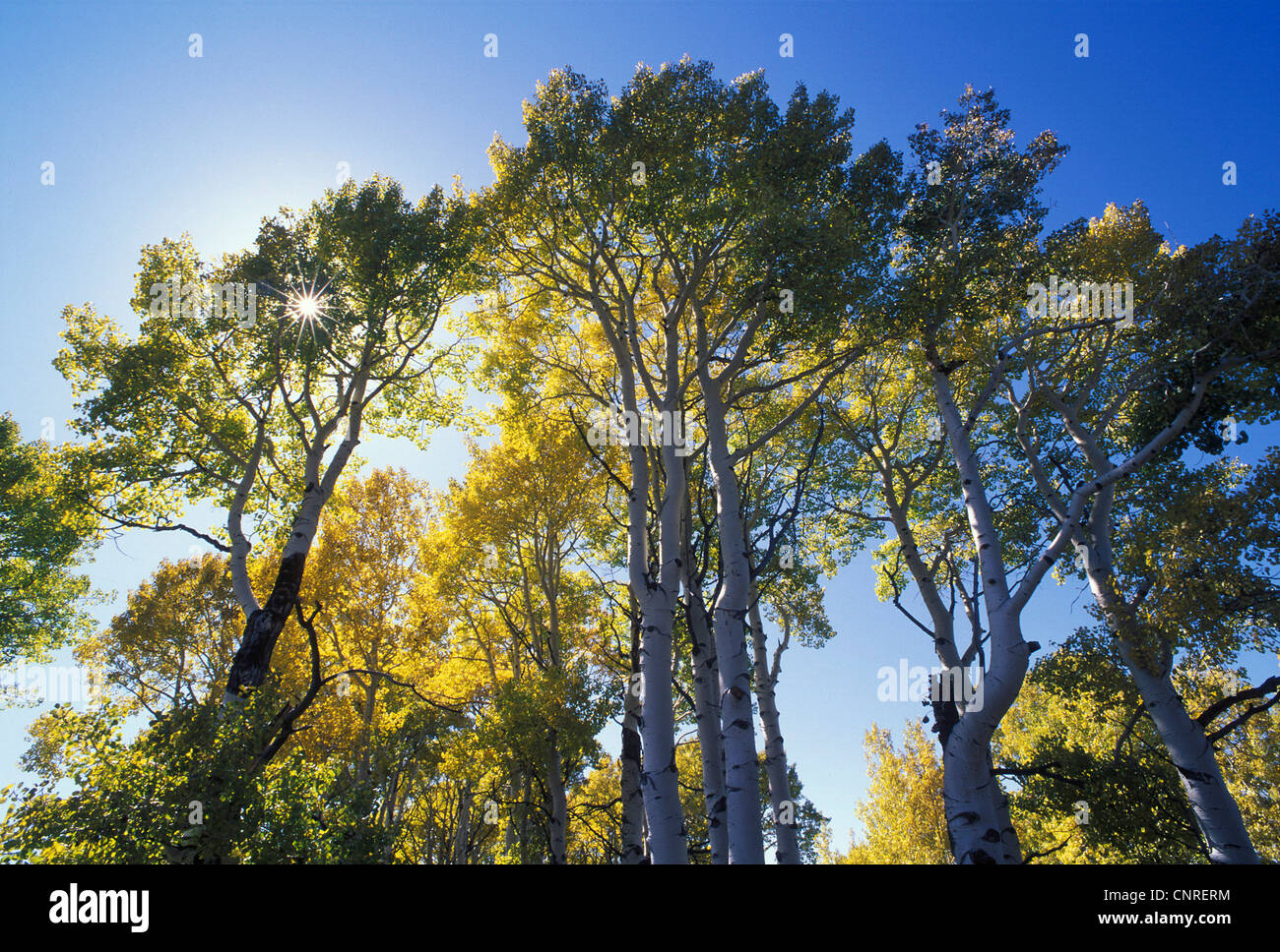 American aspen, quaking aspen, trembling aspen (Populus tremuloides ...