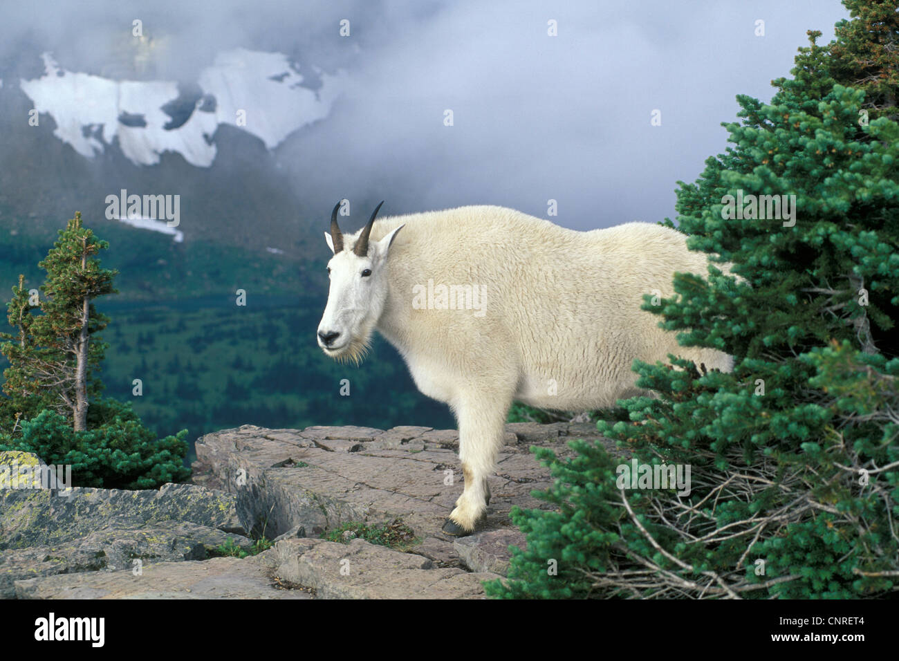 Goat standing on a ledge hi-res stock photography and images - Alamy