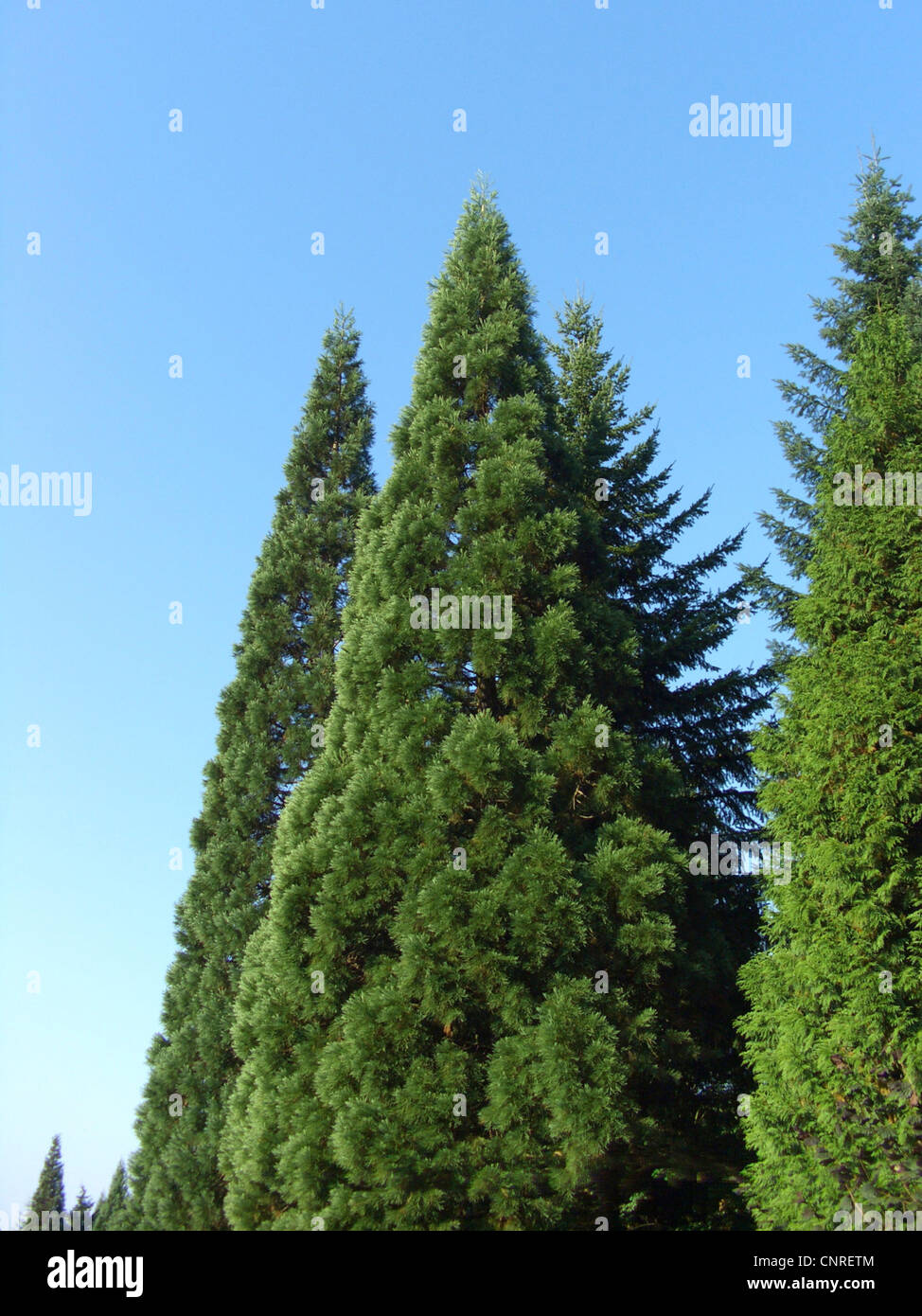 giant sequoia, giant redwood (Sequoiadendron giganteum), tree tops ...