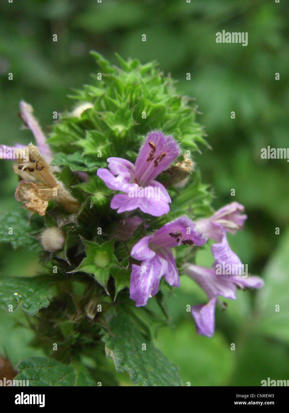 Ballota nigra subsp nigra hi-res stock photography and images - Alamy