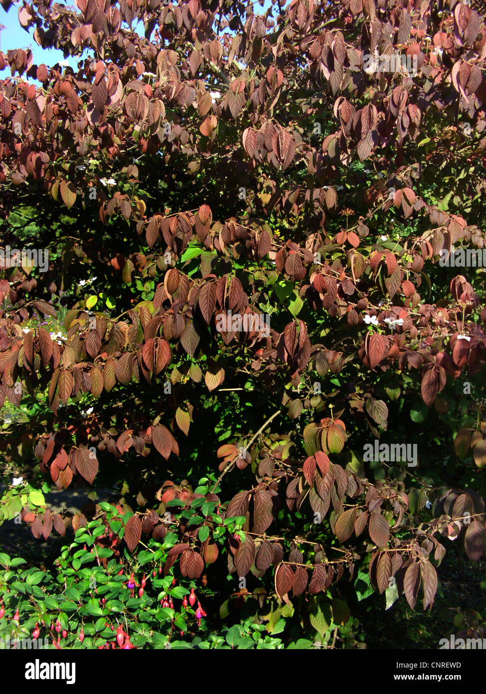 doublefile viburnum (Viburnum plicatum), with autumn leaves Stock Photo ...