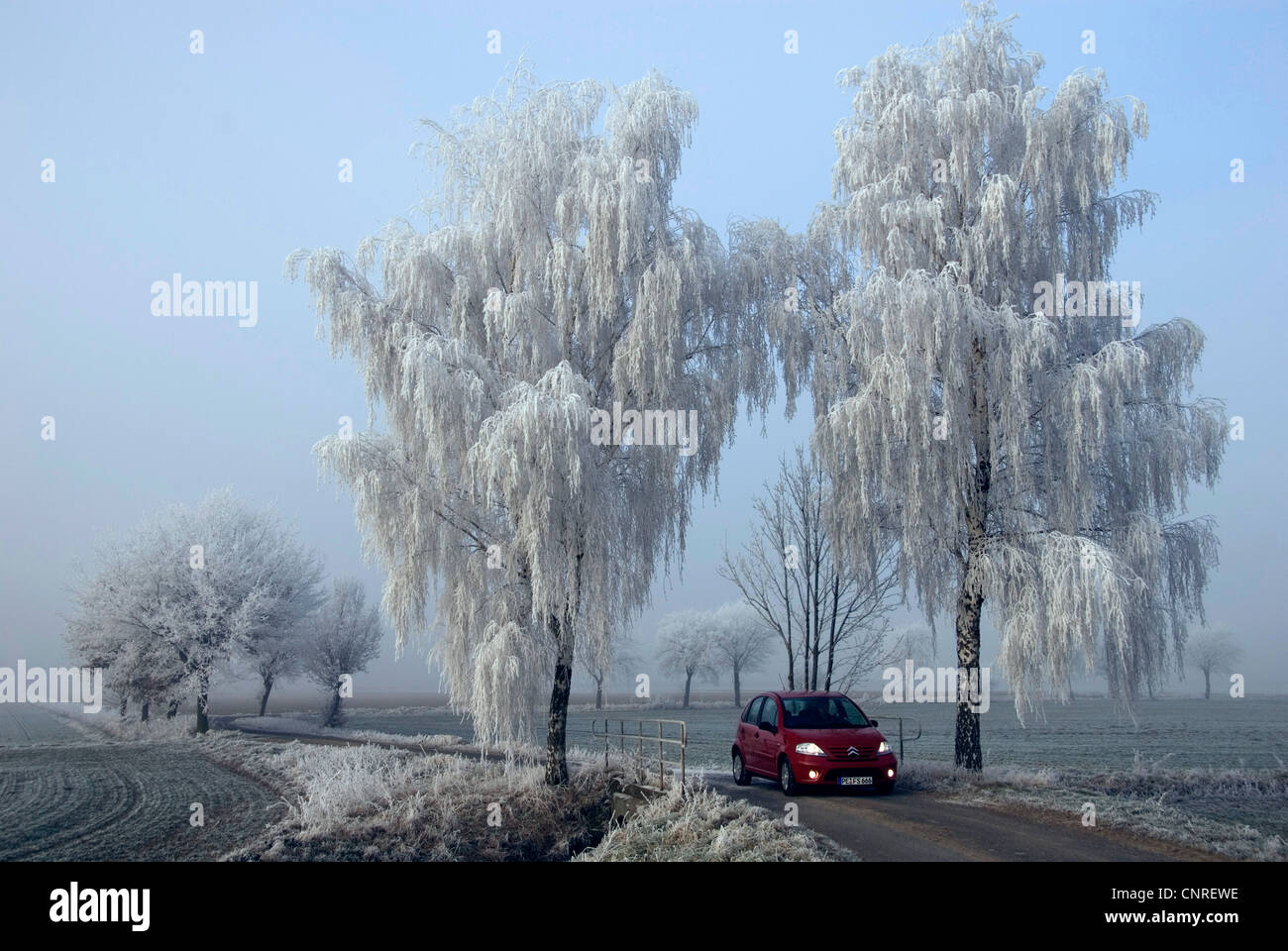 car crossing a bridge at a street lined with birches covered with ...