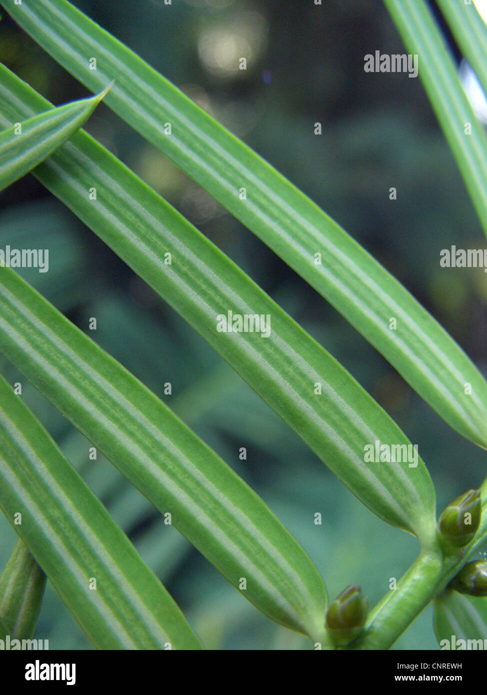 Californian Nutmeg Yew, California Nutmeg Yew (Torreya californica ...