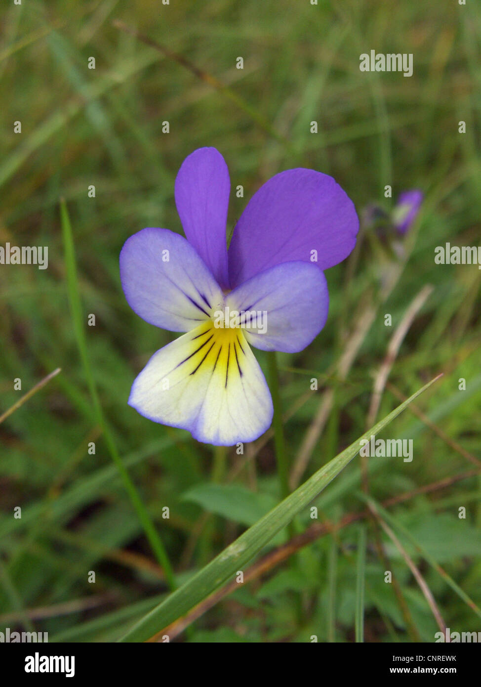 heart's ease, heartsease, wild pansy, three colored violet (Viola ...