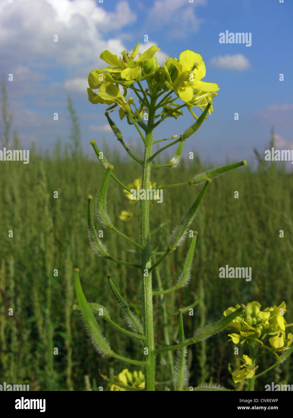 white mustard (Sinapis alba), inflorescence with young fruits, Germany ...