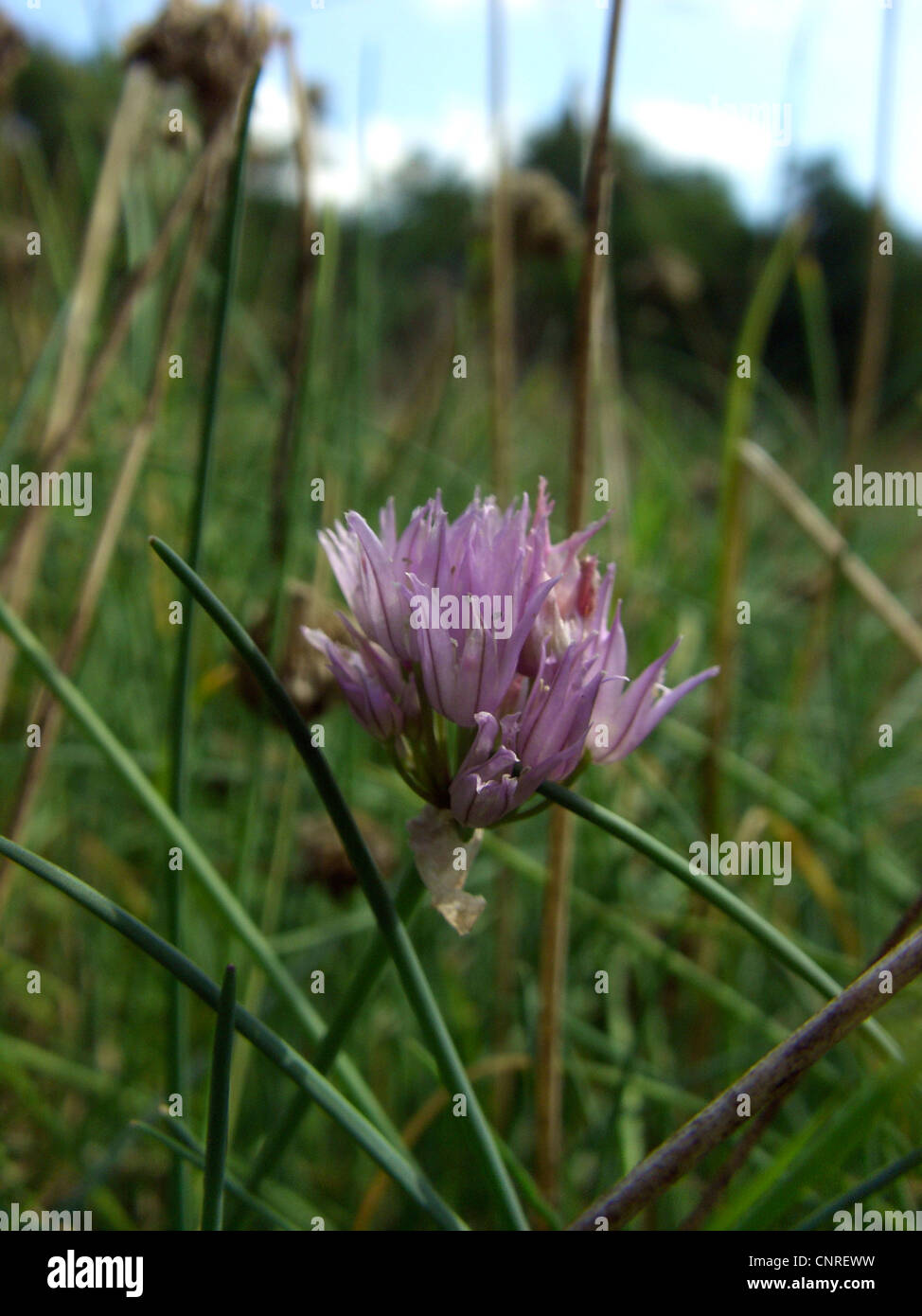 chives, sand leek (Allium schoenoprasum), blooming at Elbe River, wild ...
