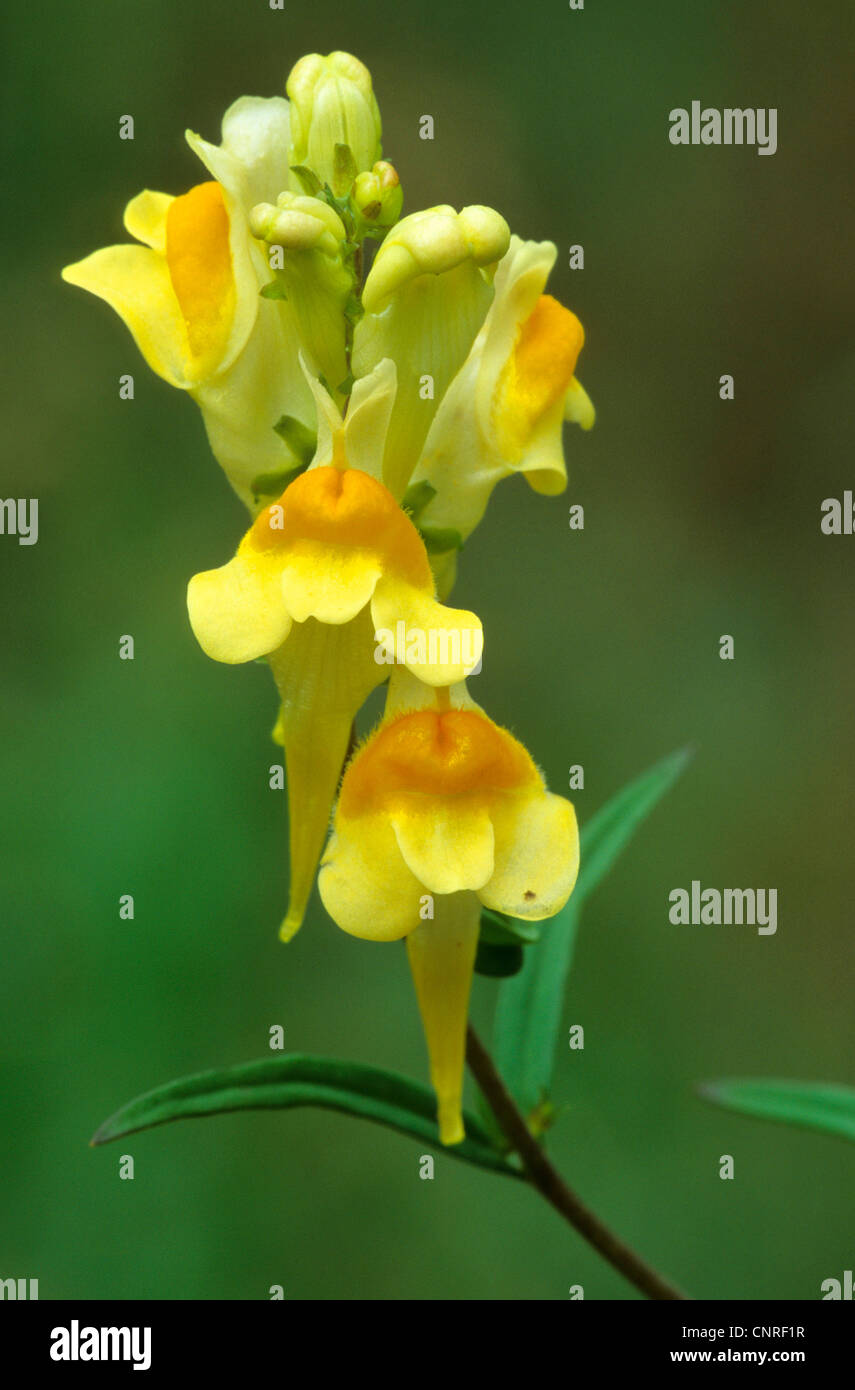 Northern toadflax hi-res stock photography and images - Alamy