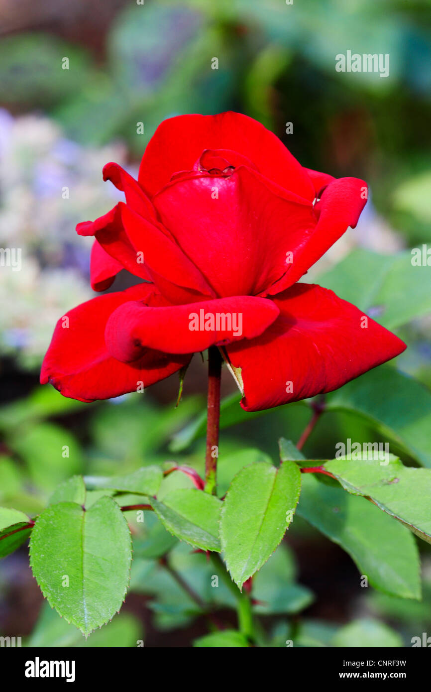 ornamental rose (Rosa spec.), flower Stock Photo - Alamy