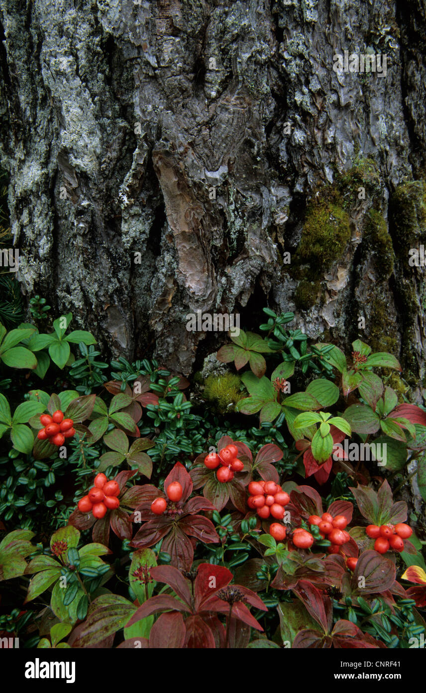 Cornel tree hi-res stock photography and images - Alamy
