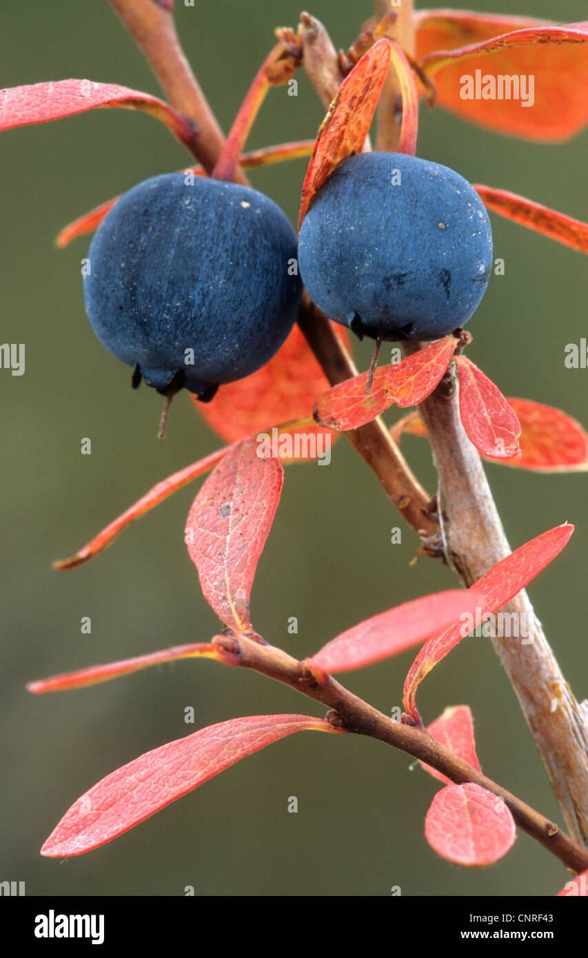dwarf bilberry, blueberry, huckleberry, low billberry (Vaccinium ...