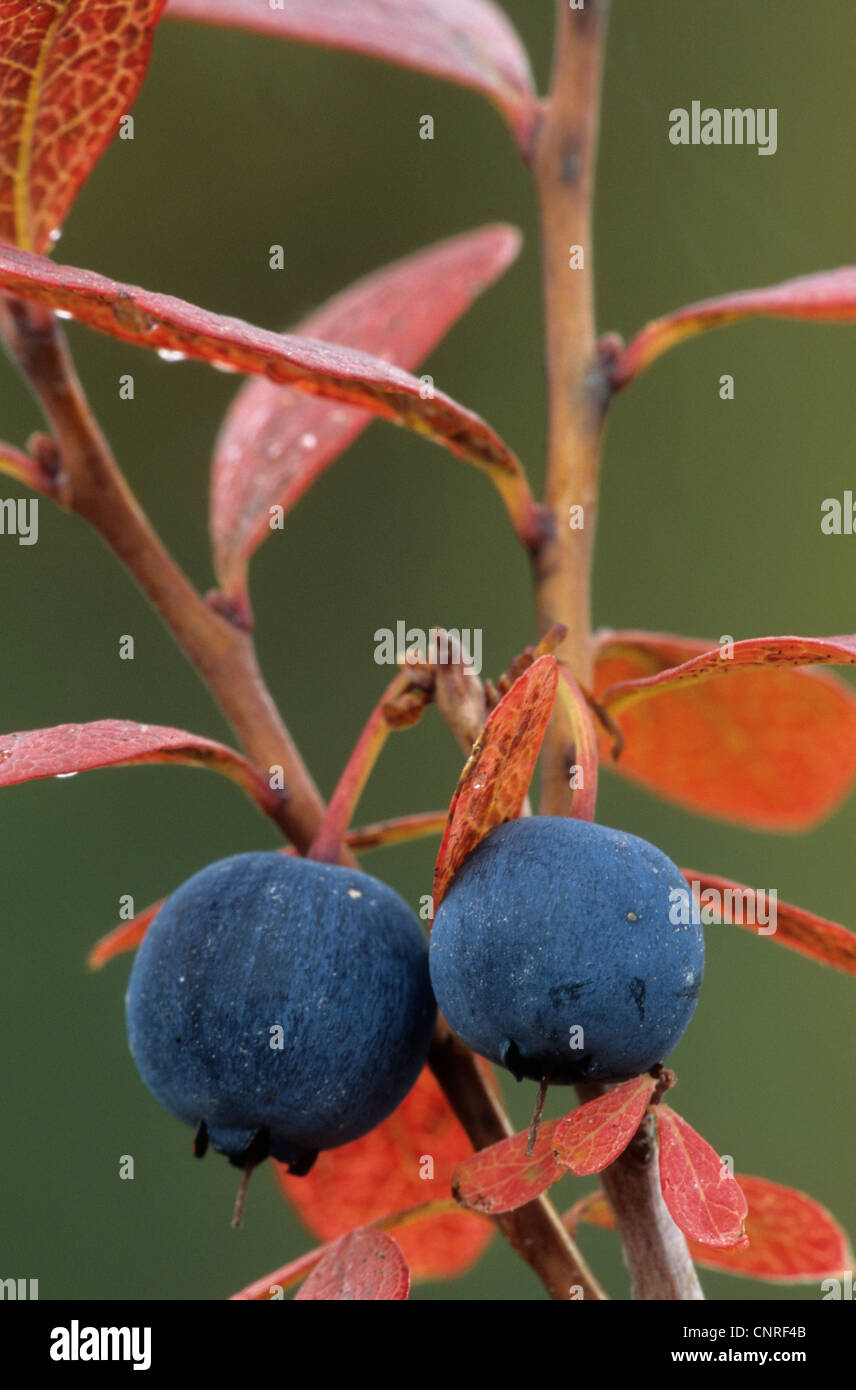dwarf bilberry, blueberry, huckleberry, low billberry (Vaccinium ...