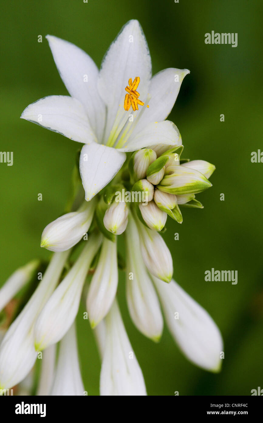 plantain lily (Hosta siboldii), inflorescence Stock Photo - Alamy