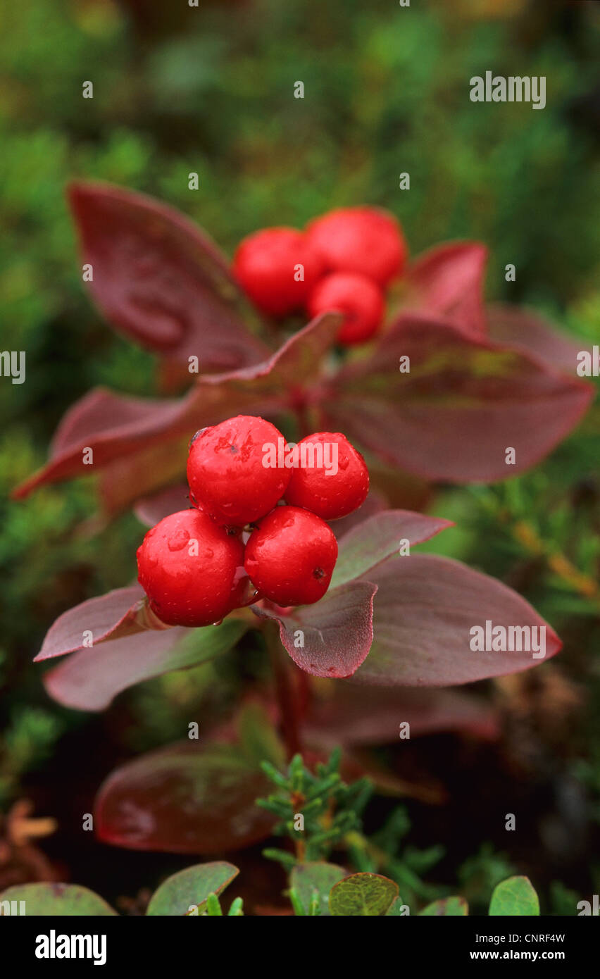 Bunchberry, Dwarf Cornel, Dwarf dogwood (Cornus canadensis), fruiting ...