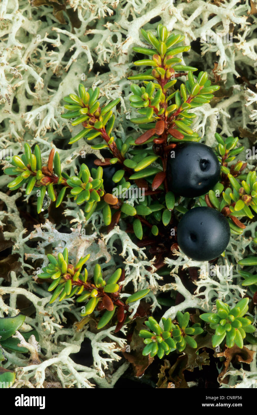 black crowberry (Empetrum nigrum), fruiting, with Cladonia, Sweden ...