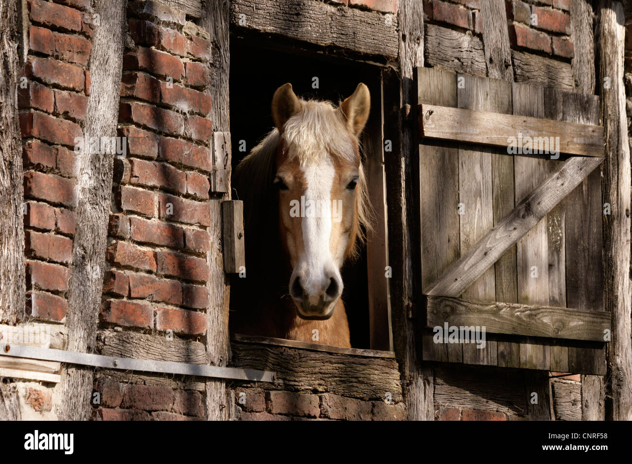 horse looking out of a horse stable, Germany Stock Photo - Alamy