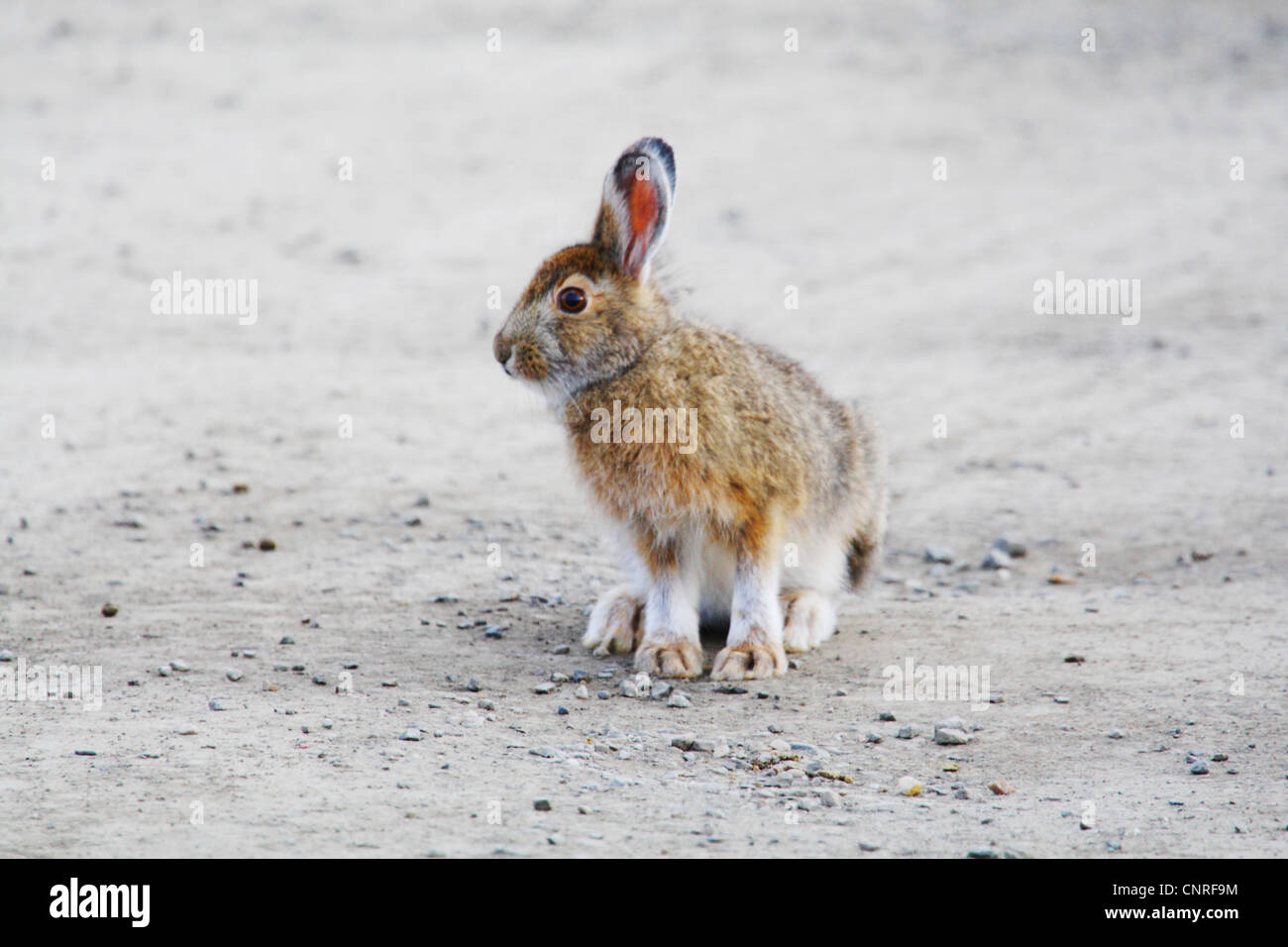 snowshoe hare, varying hare (Lepus americanus), fur in autumn, USA ...