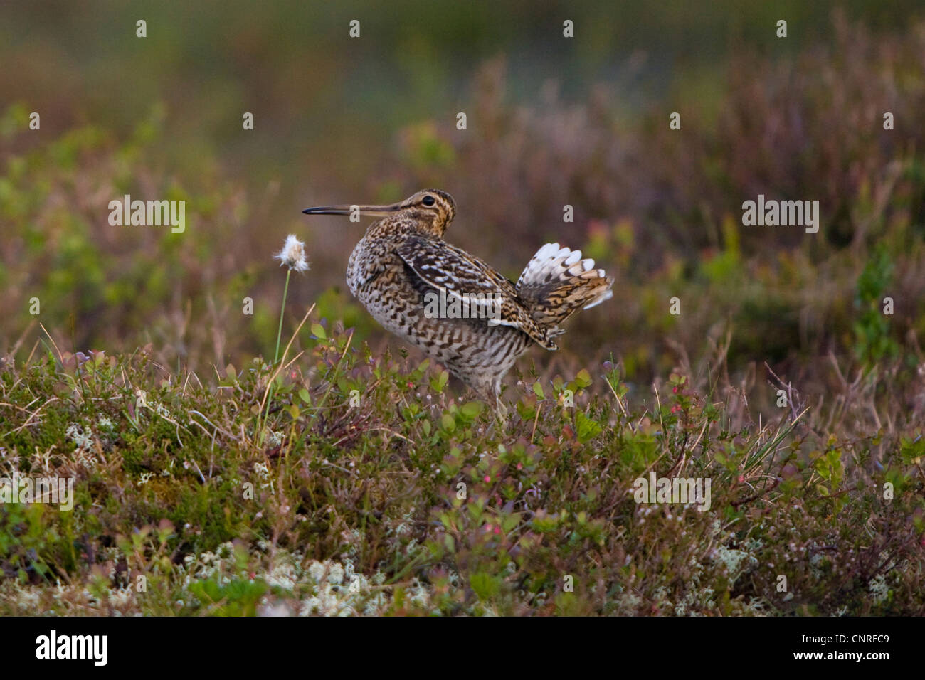 great snipe (Gallinago media), male shows courtship behaviour in Tundra ...