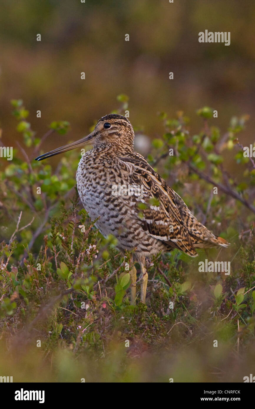 Gallinago hi-res stock photography and images - Alamy