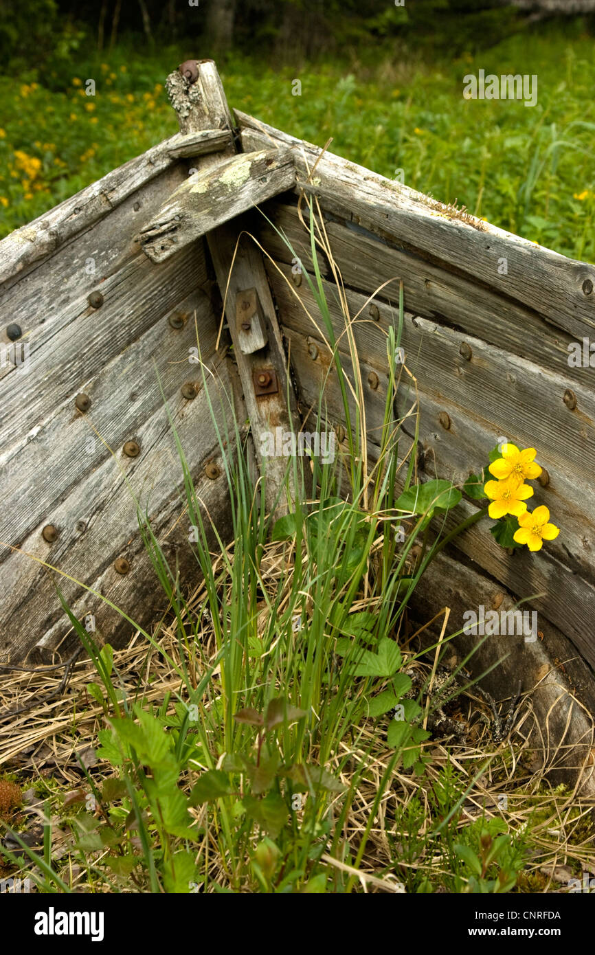 marsh marigold (Caltha palustris), old wooden overgrown boat with ...