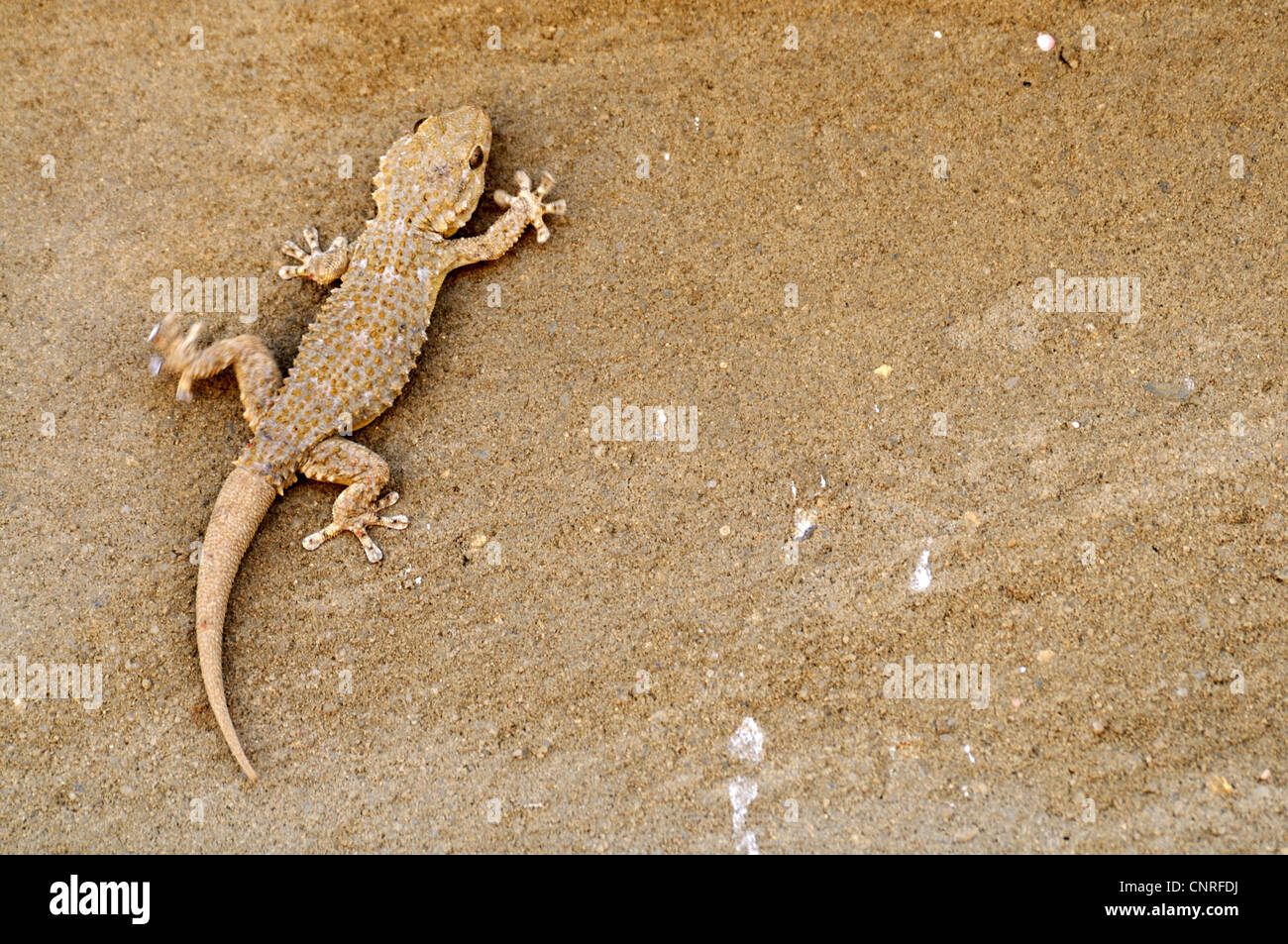 common wall gecko, Moorish gecko (Tarentola mauritanica), running on a ...