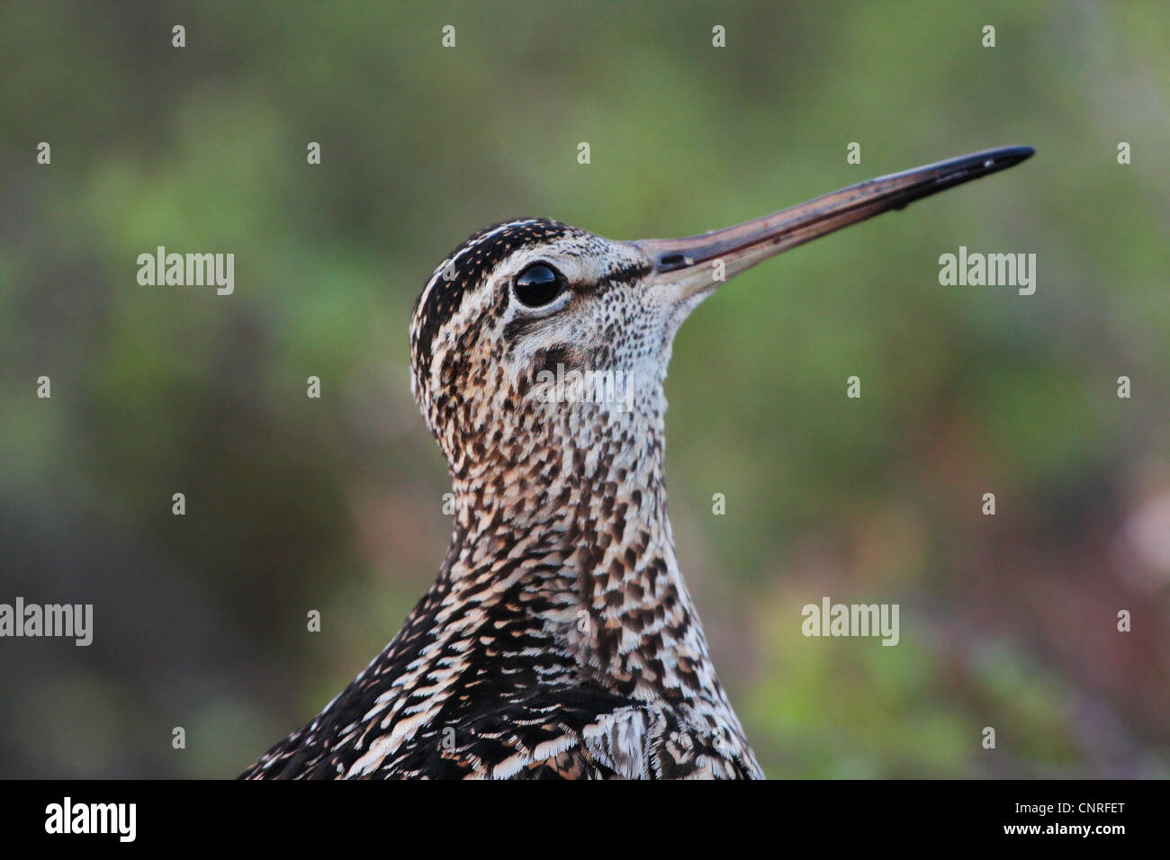 Scandinavian media hi-res stock photography and images - Alamy