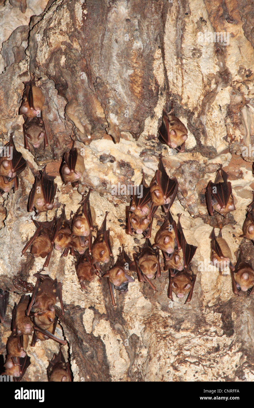 Old World leaf-nosed bats (Hipposideridae (Chiroptera)), colony rests ...