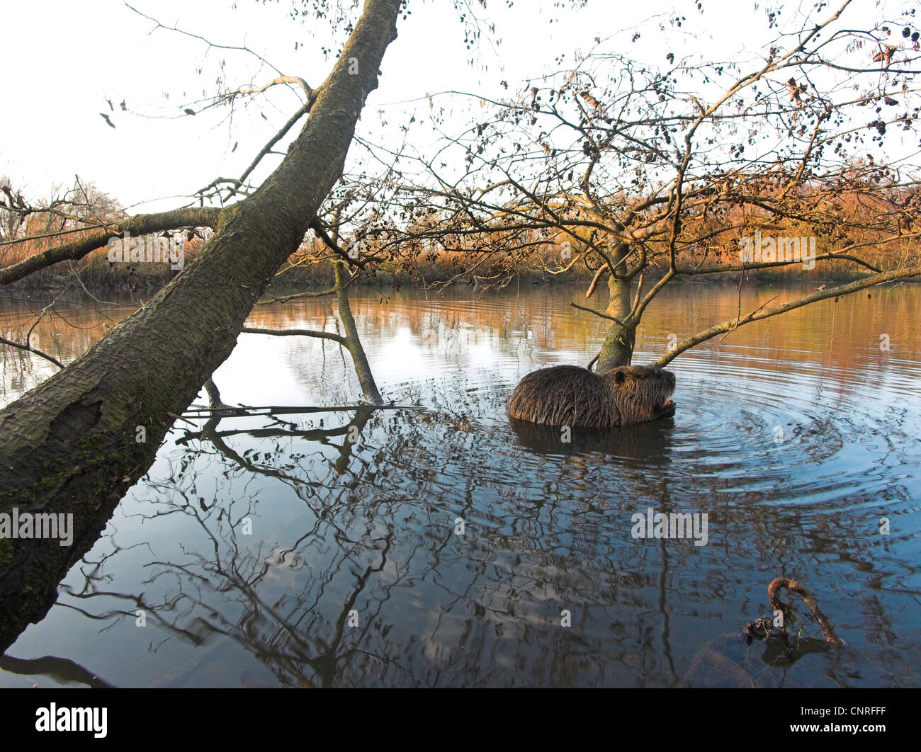 coypu, nutria (Myocastor coypus), in habitat, Germany, North Rhine ...