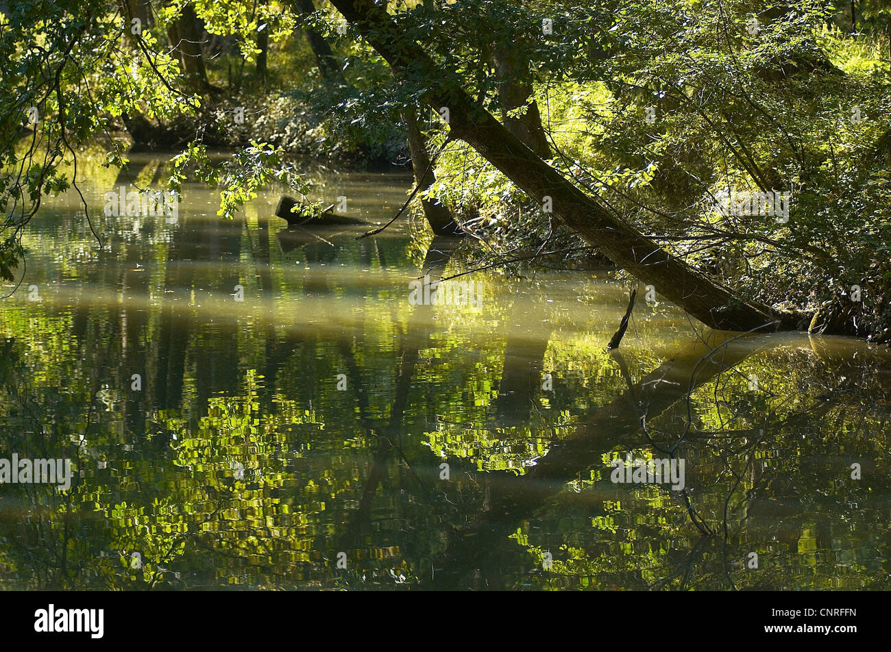 pond with trees Stock Photo - Alamy