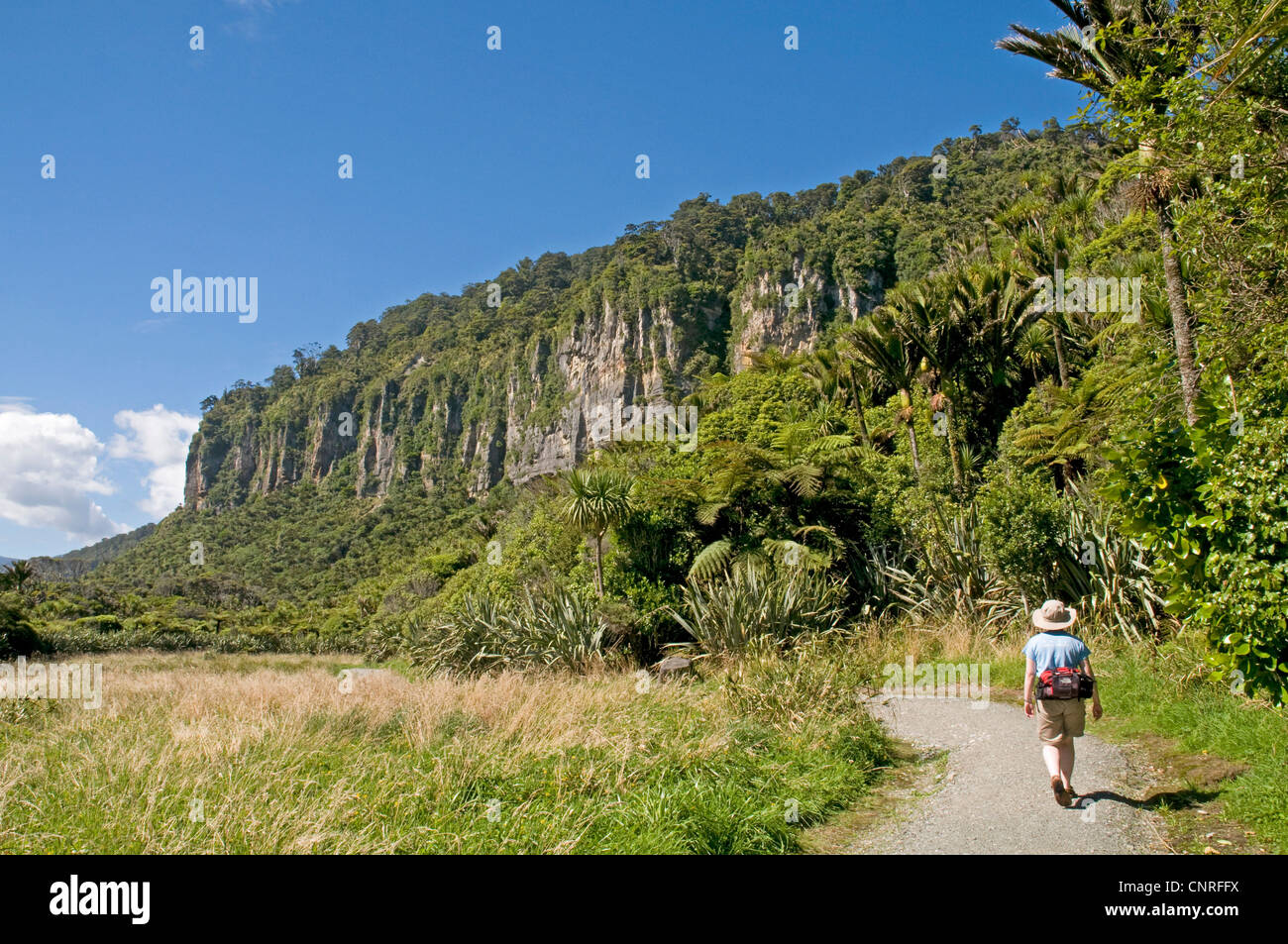 Impressive bush walk scenery alongside the Pororari River in Paparoa ...
