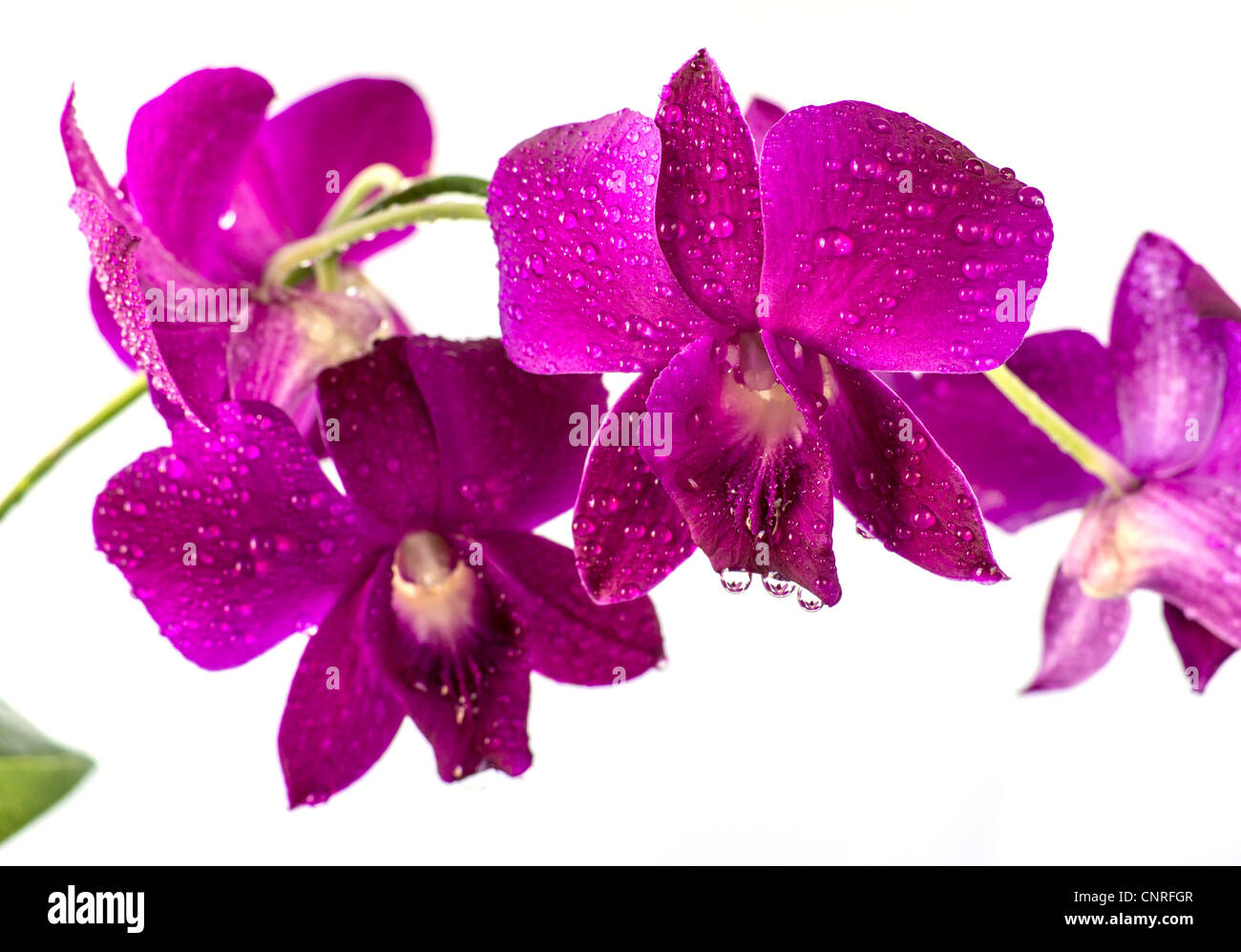 red Dendrobium orchid shot in studio setting Stock Photo - Alamy
