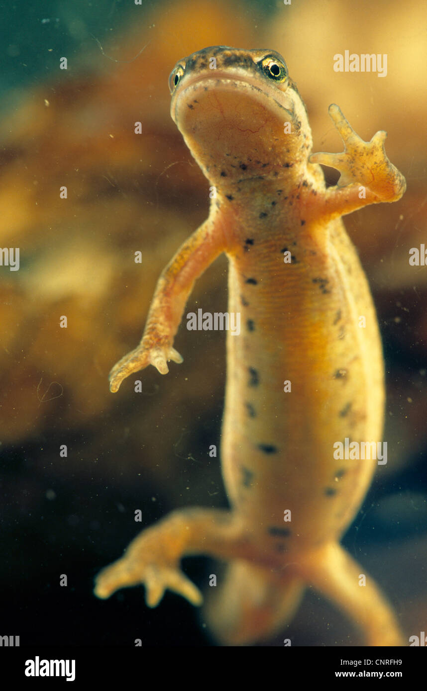 Female smooth newt triturus vulgaris hi-res stock photography and ...