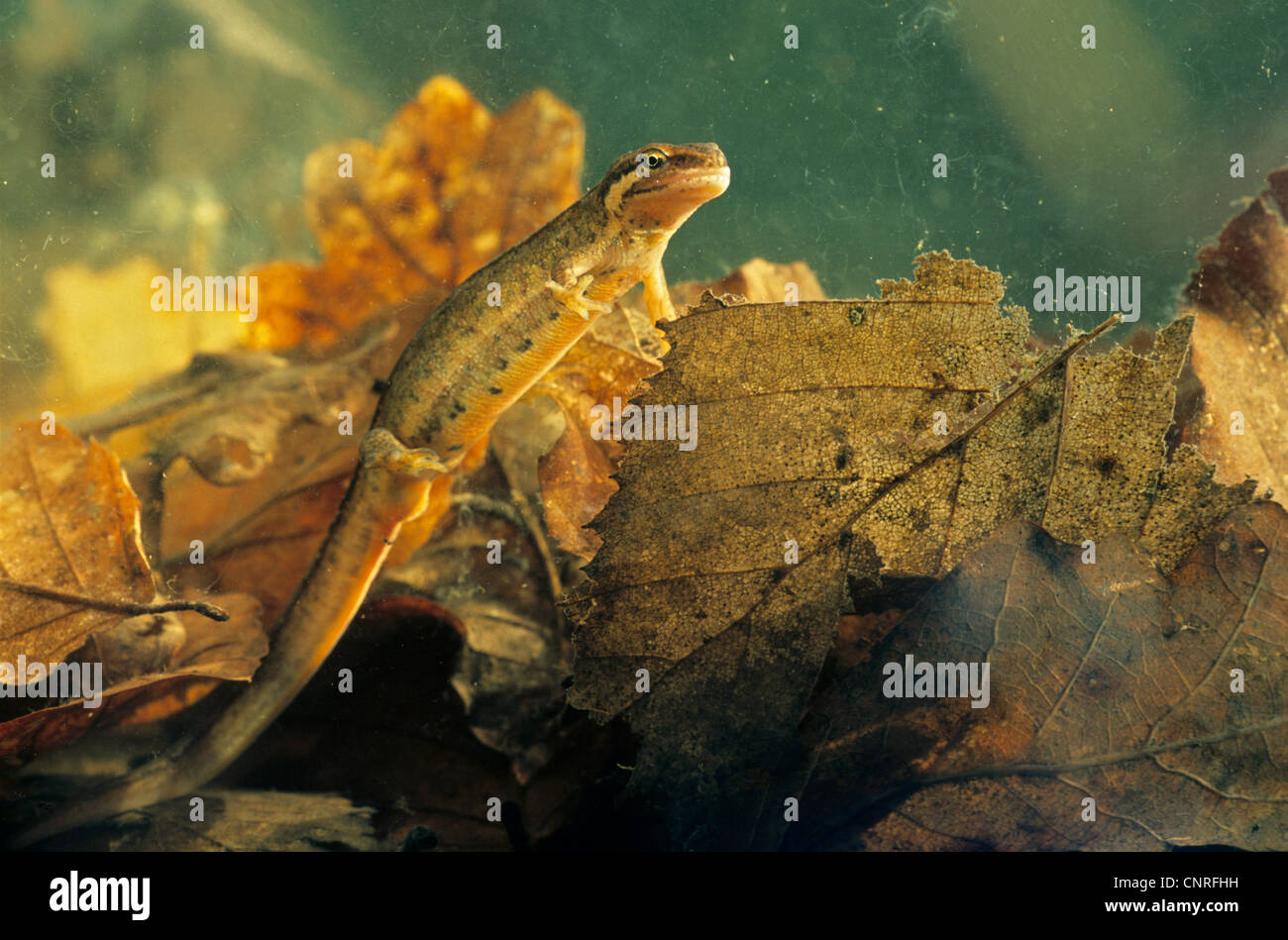 Smooth newts endangered species endangered animal endangered animals ...