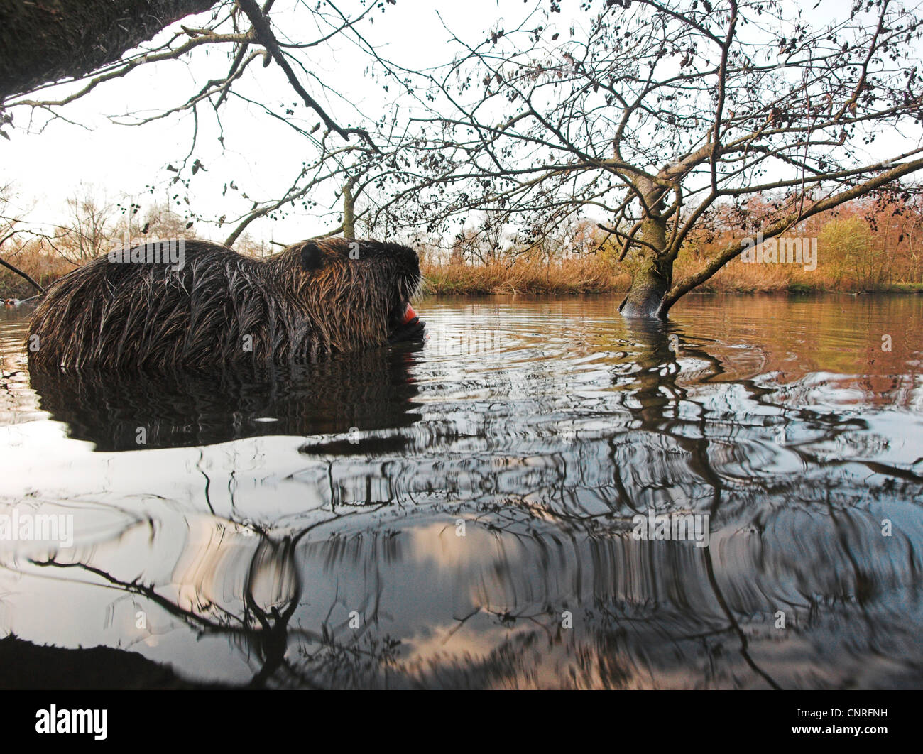 coypu, nutria (Myocastor coypus), in natural habitat, Germany, North ...