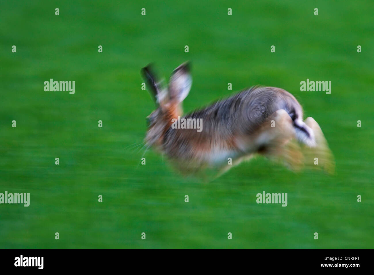 European hare (Lepus europaeus), fleeing, Germany, Rhineland-Palatinate ...