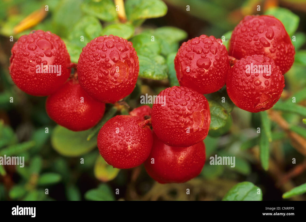 cowberry, foxberry, lingonberry, mountain cranberry (Vaccinium vitis ...
