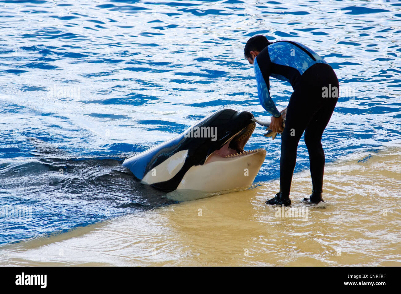 Orca whale Orcinus orca Show Loro Parque Tenerife Canarian islands ...