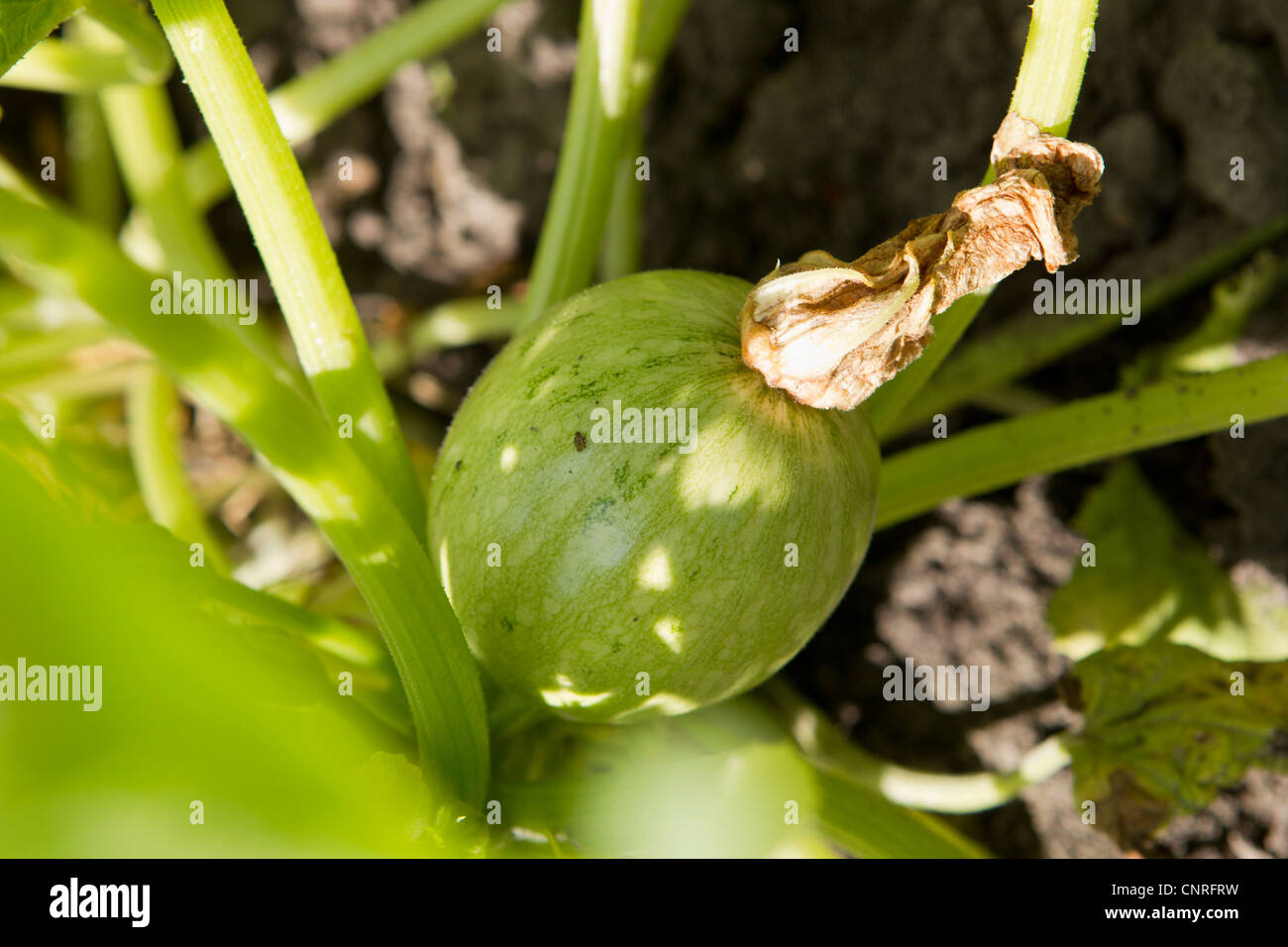 Globe zucchini growing on plant Stock Photo - Alamy