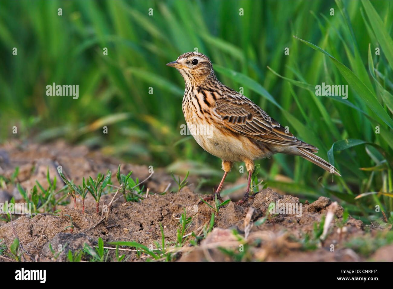 Field lark hi-res stock photography and images - Alamy