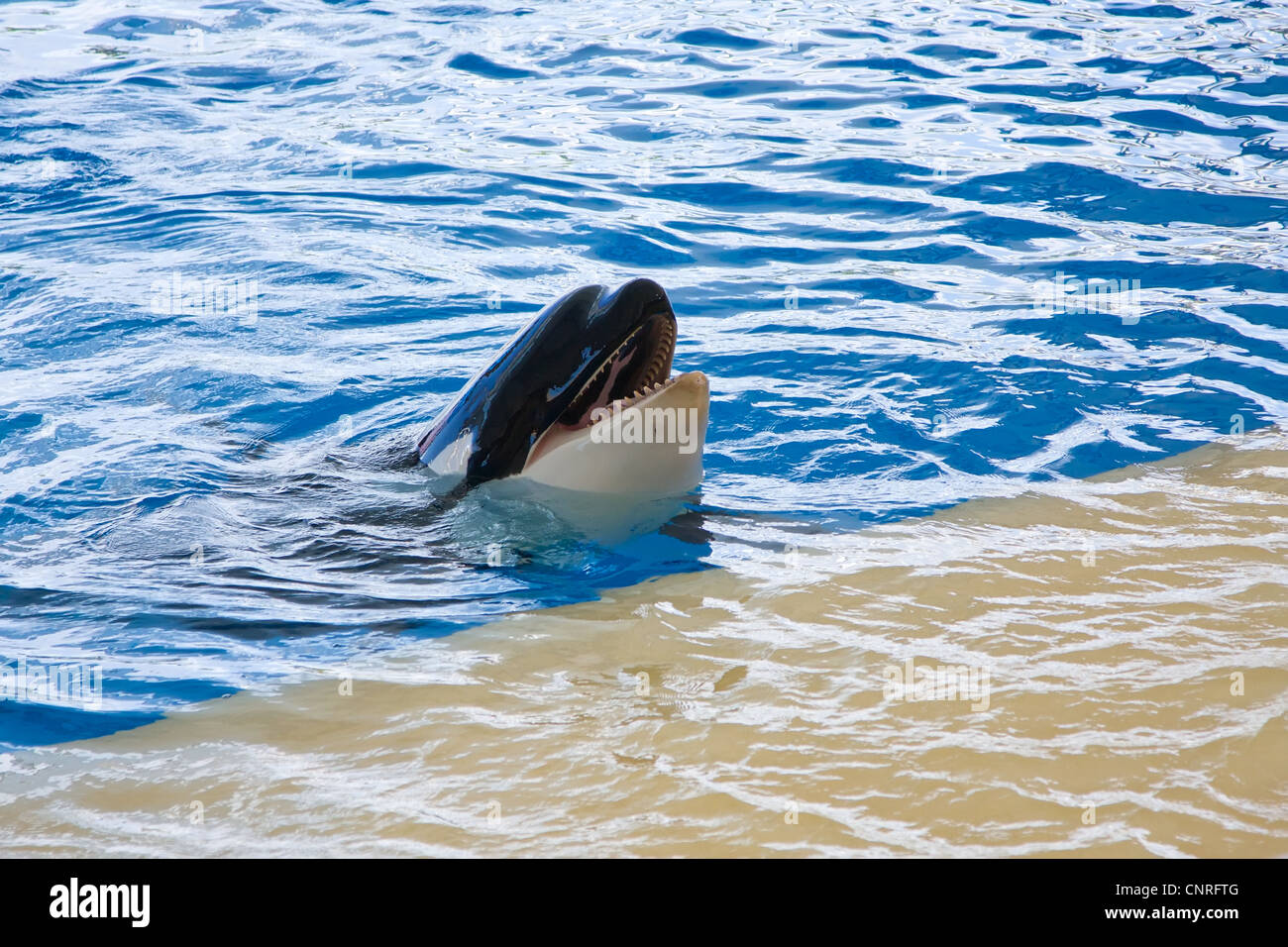 Orca orca ocean loro parque hi-res stock photography and images - Alamy