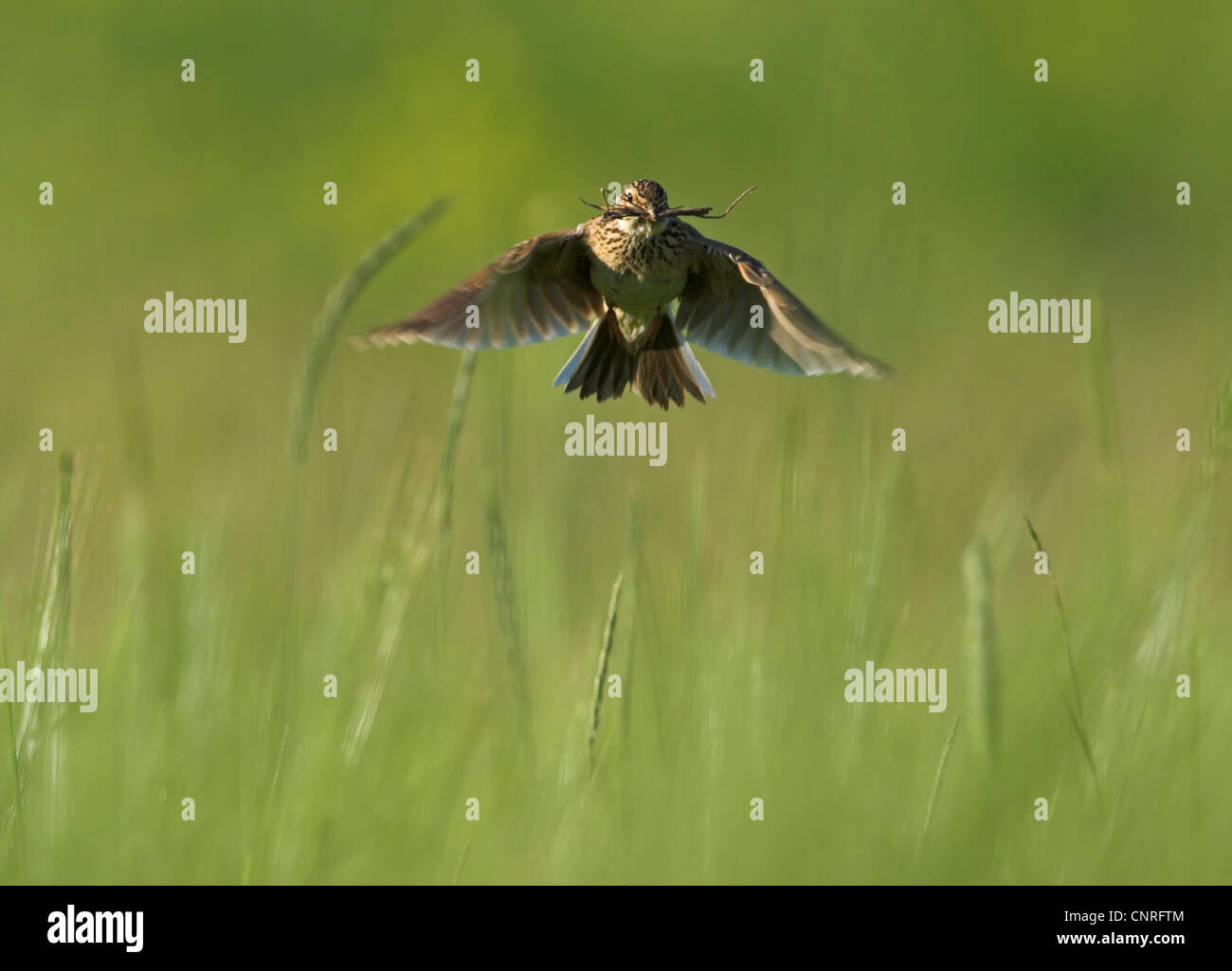 Sky larks nesting hi-res stock photography and images - Alamy