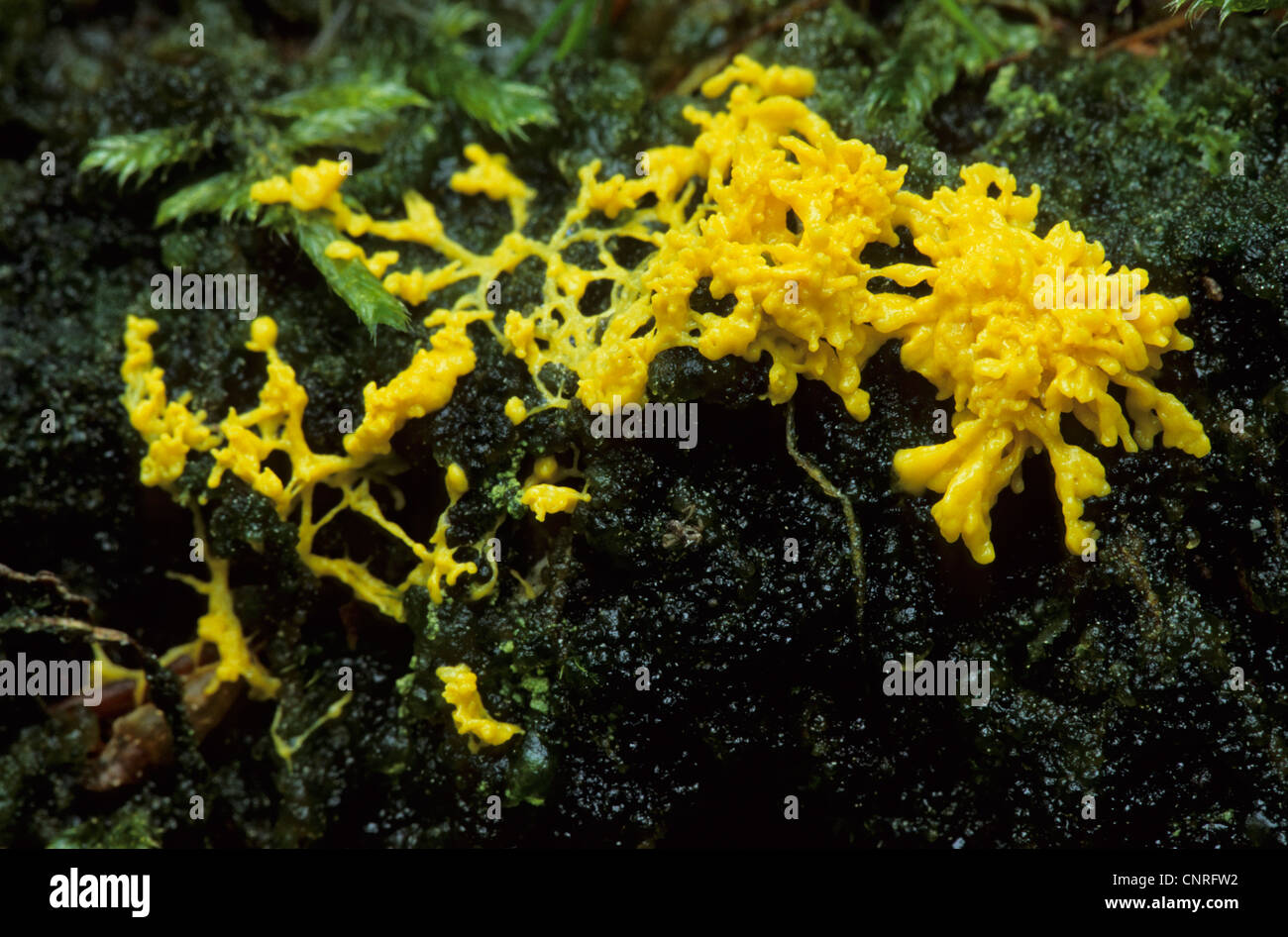 Sulphur slime fungus hi-res stock photography and images - Alamy