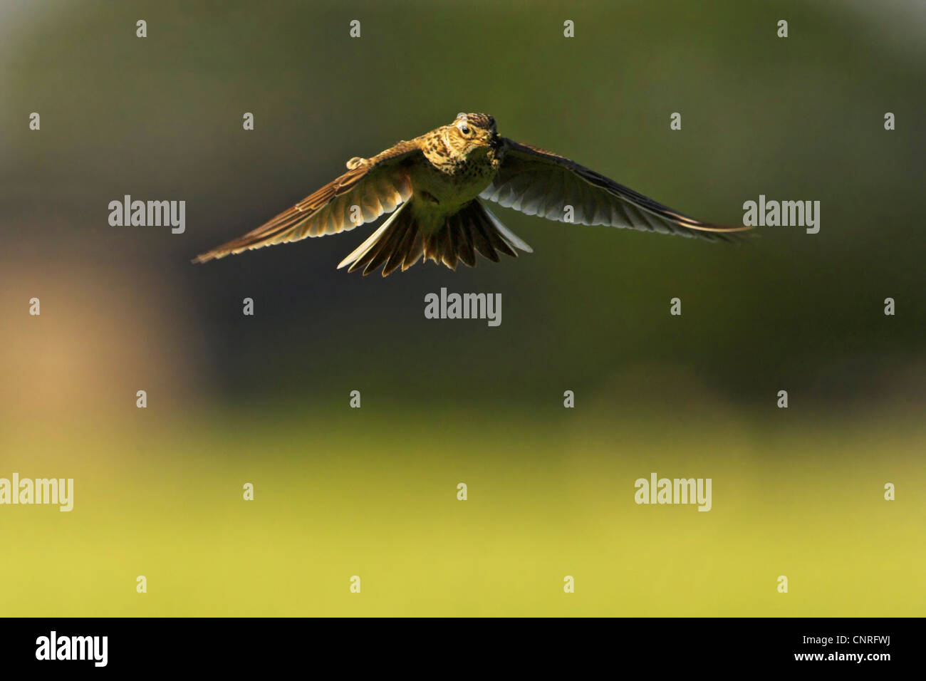 Lark hunting hi-res stock photography and images - Alamy