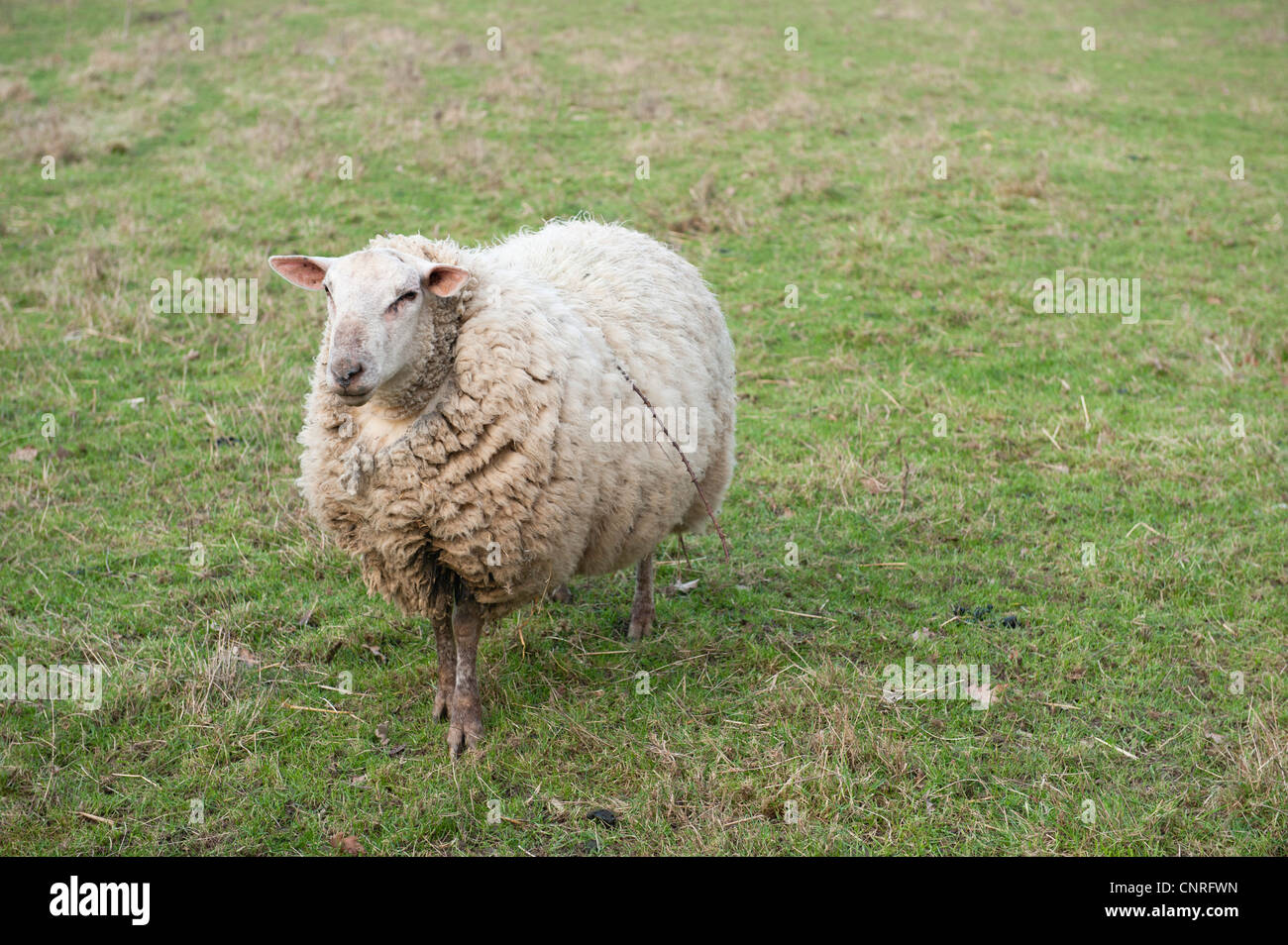 Sheep in field Stock Photo - Alamy