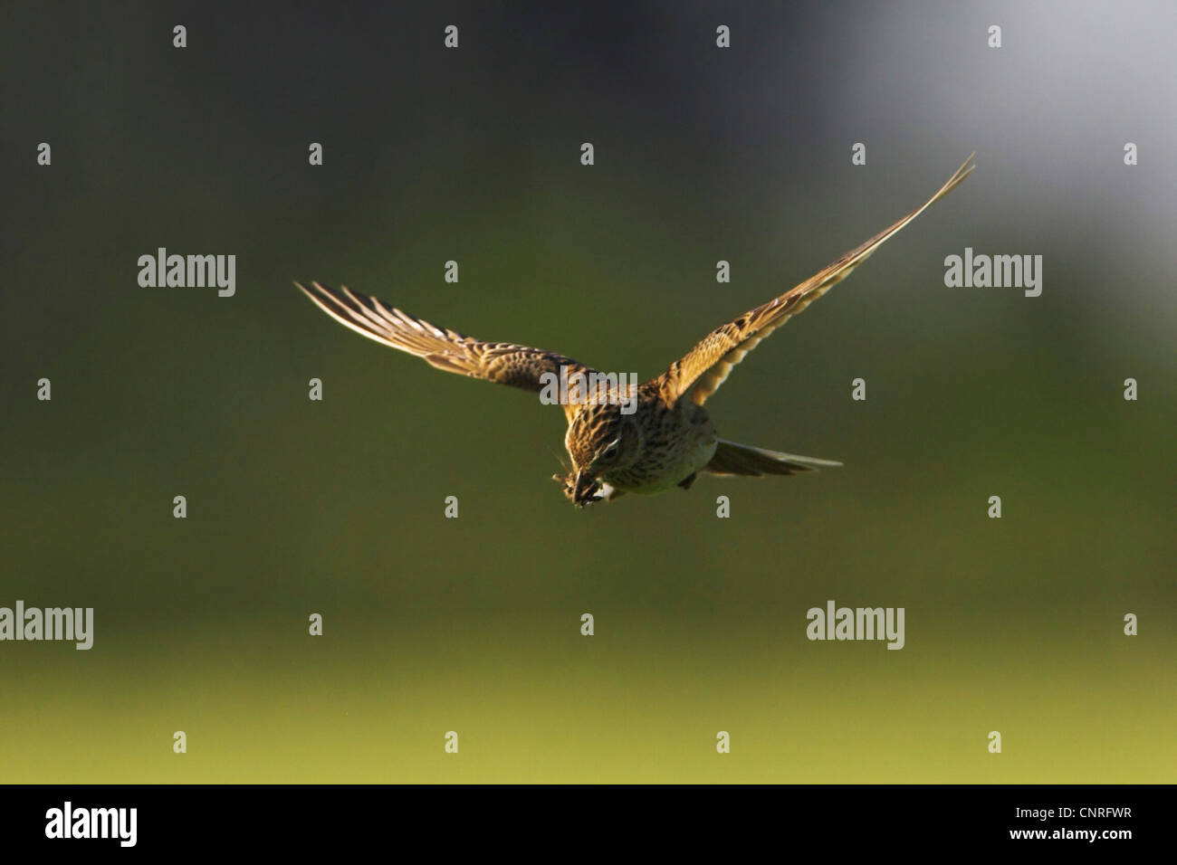 Lark hunting hi-res stock photography and images - Alamy